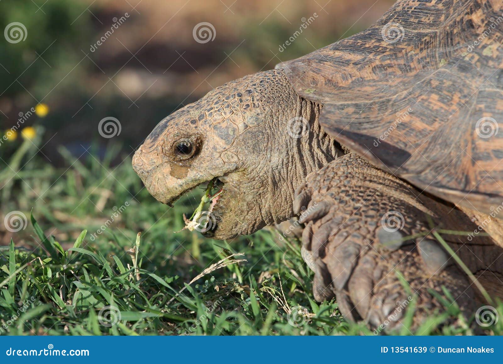 Leopard Tortoise Eating stock image. Image of face, ancient - 13541639