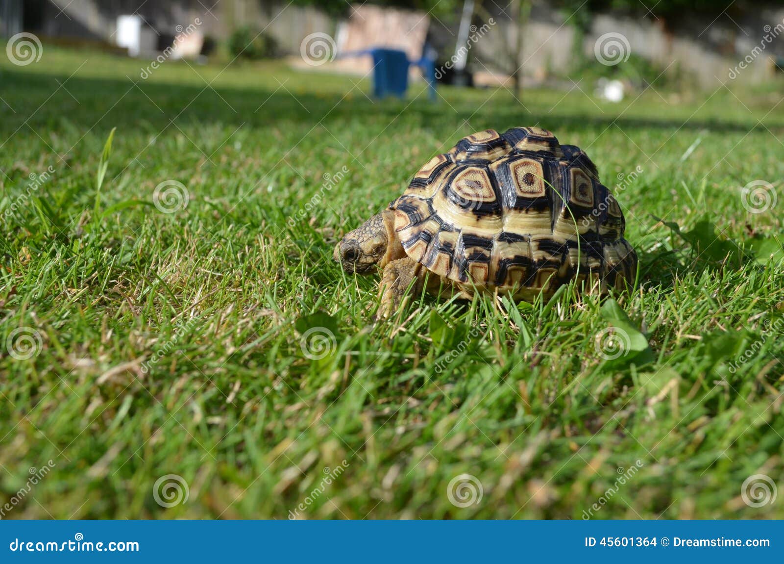 Leopard Tortoise in grass stock photo. Image of nature - 45601364