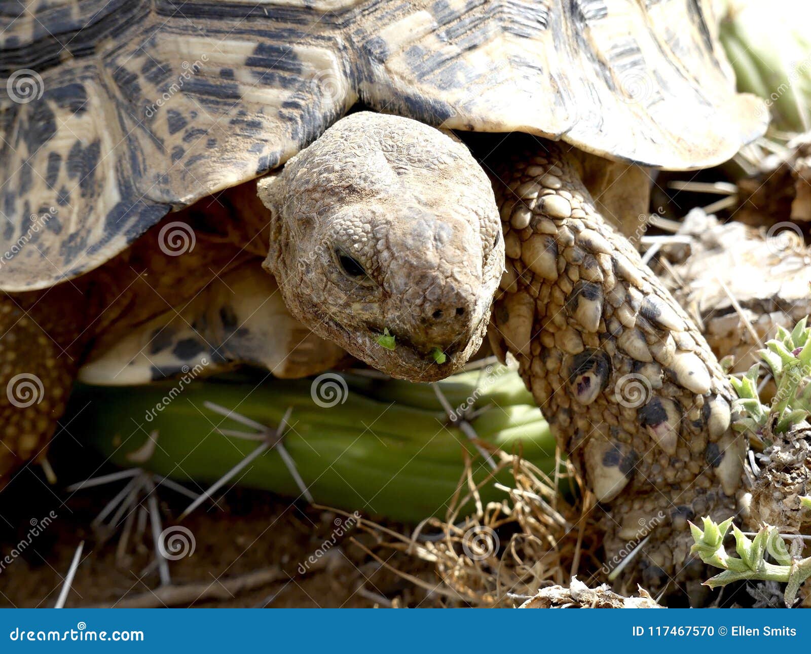 Tortoise stock photo. Image of wildlife, leopard, tortoise - 117467570