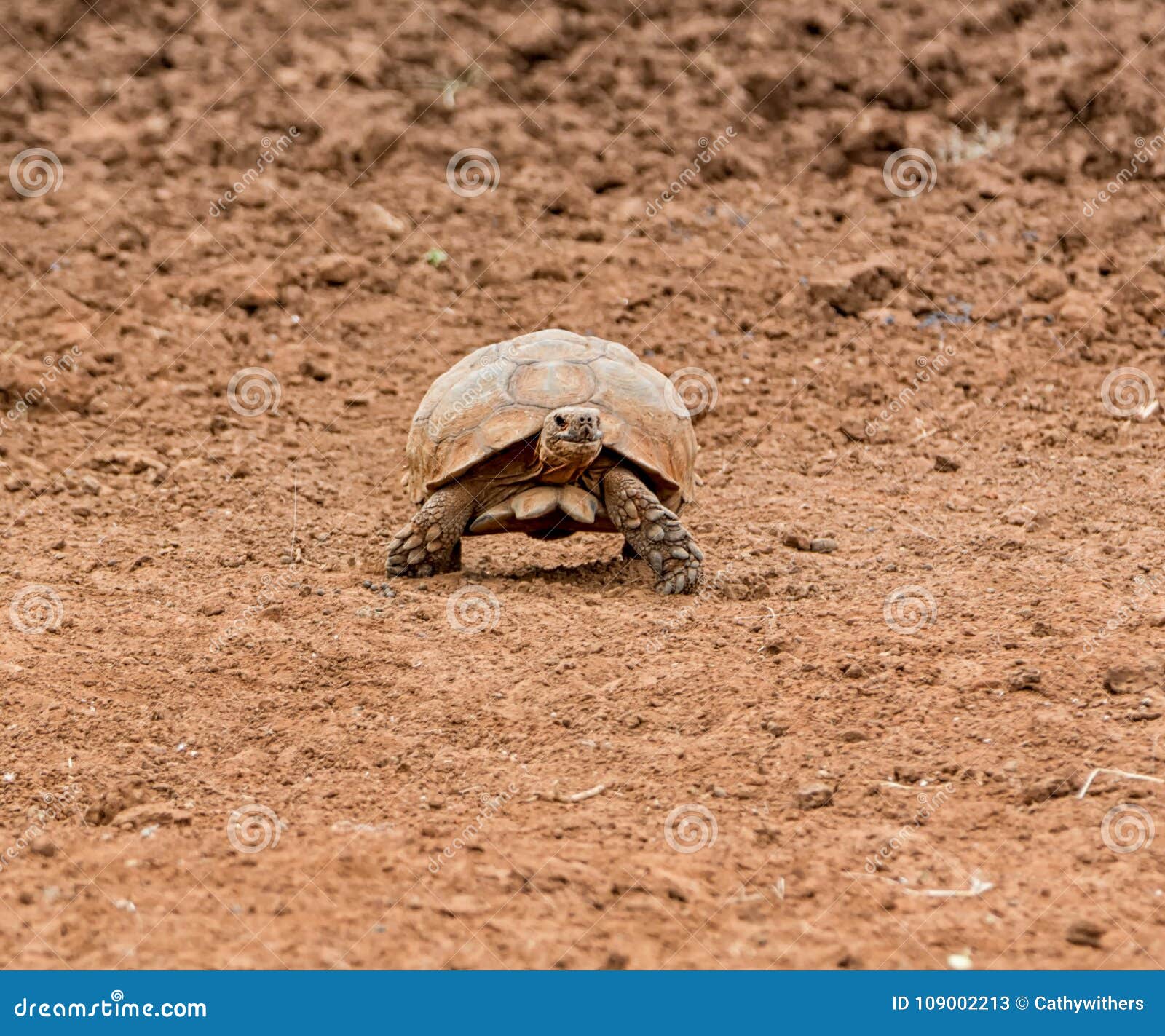 Leopard Tortoise stock image. Image of reptile, sand - 109002213