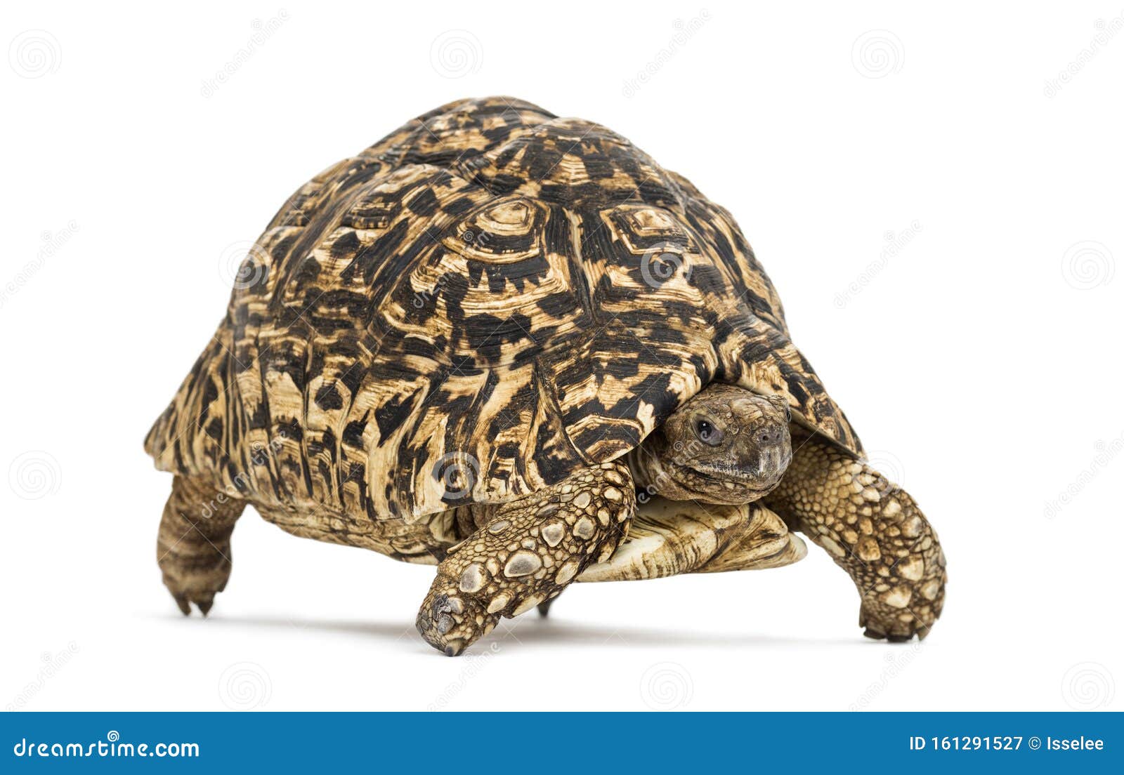 Leopard Tortoise Stock Photo | CartoonDealer.com #30436380