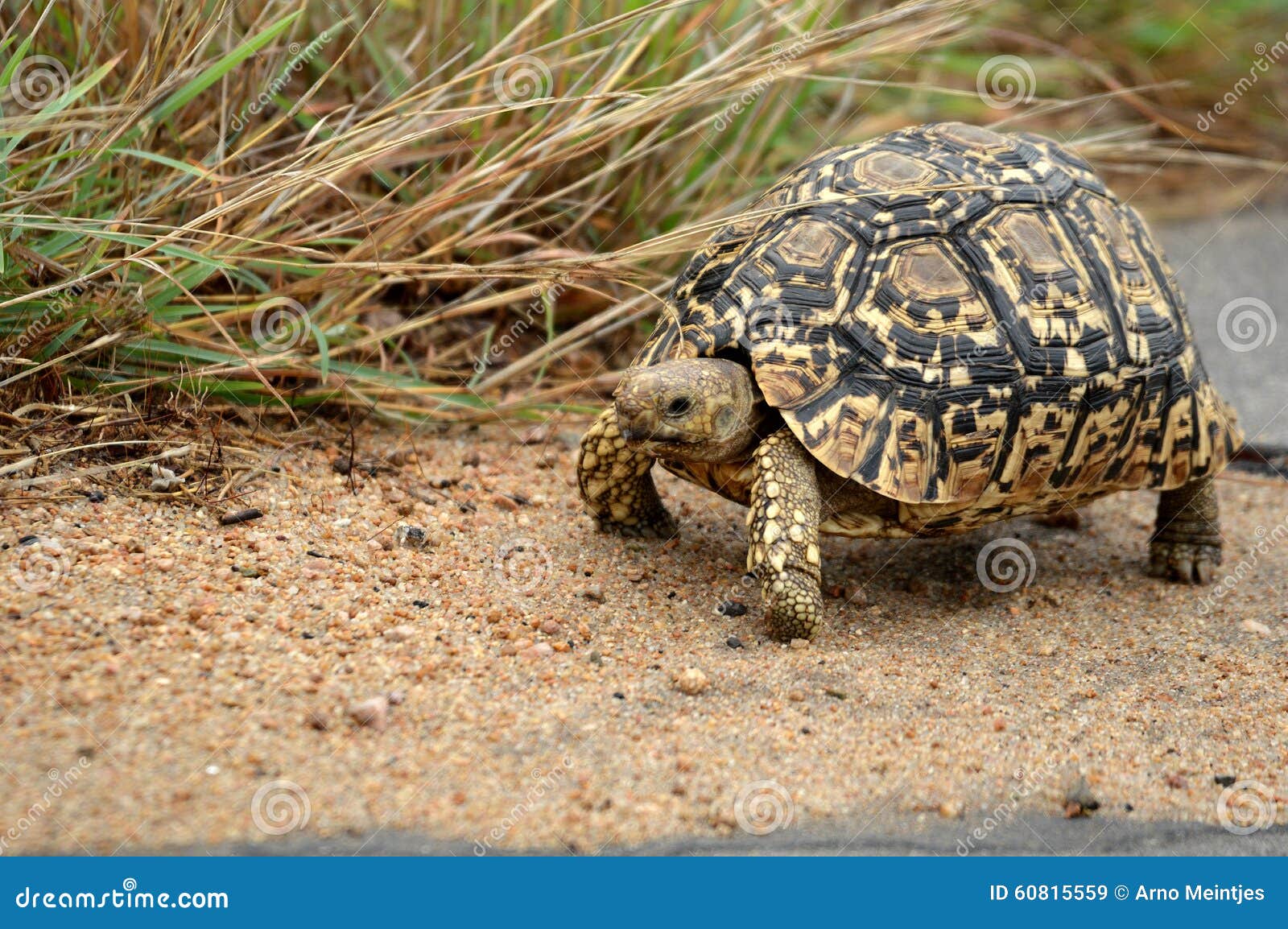 Leopard Pardalis Tortoise Stigmochelys Pardalis Turtle Stock Photo ...