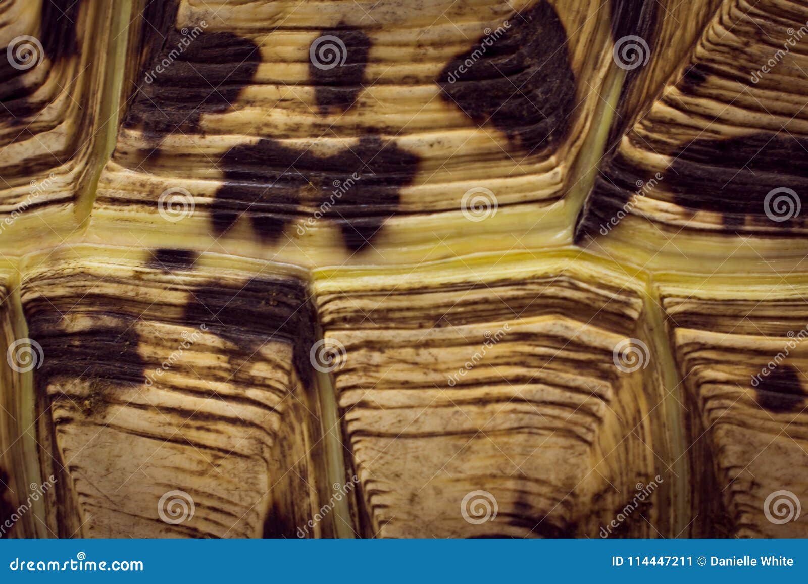 Leopard Tortoise Stigmochelys Pardalis Shell Close Up Stock Image ...