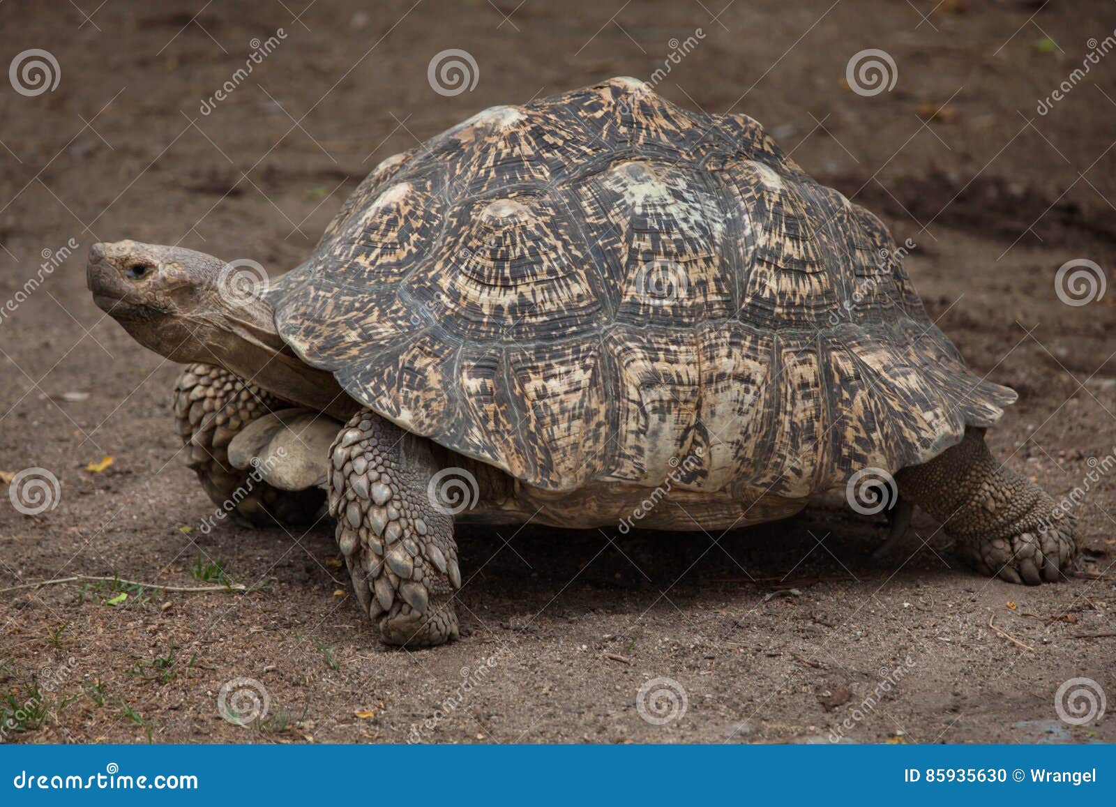 Leopard Pardalis Tortoise Stigmochelys Pardalis Turtle Stock Photo ...