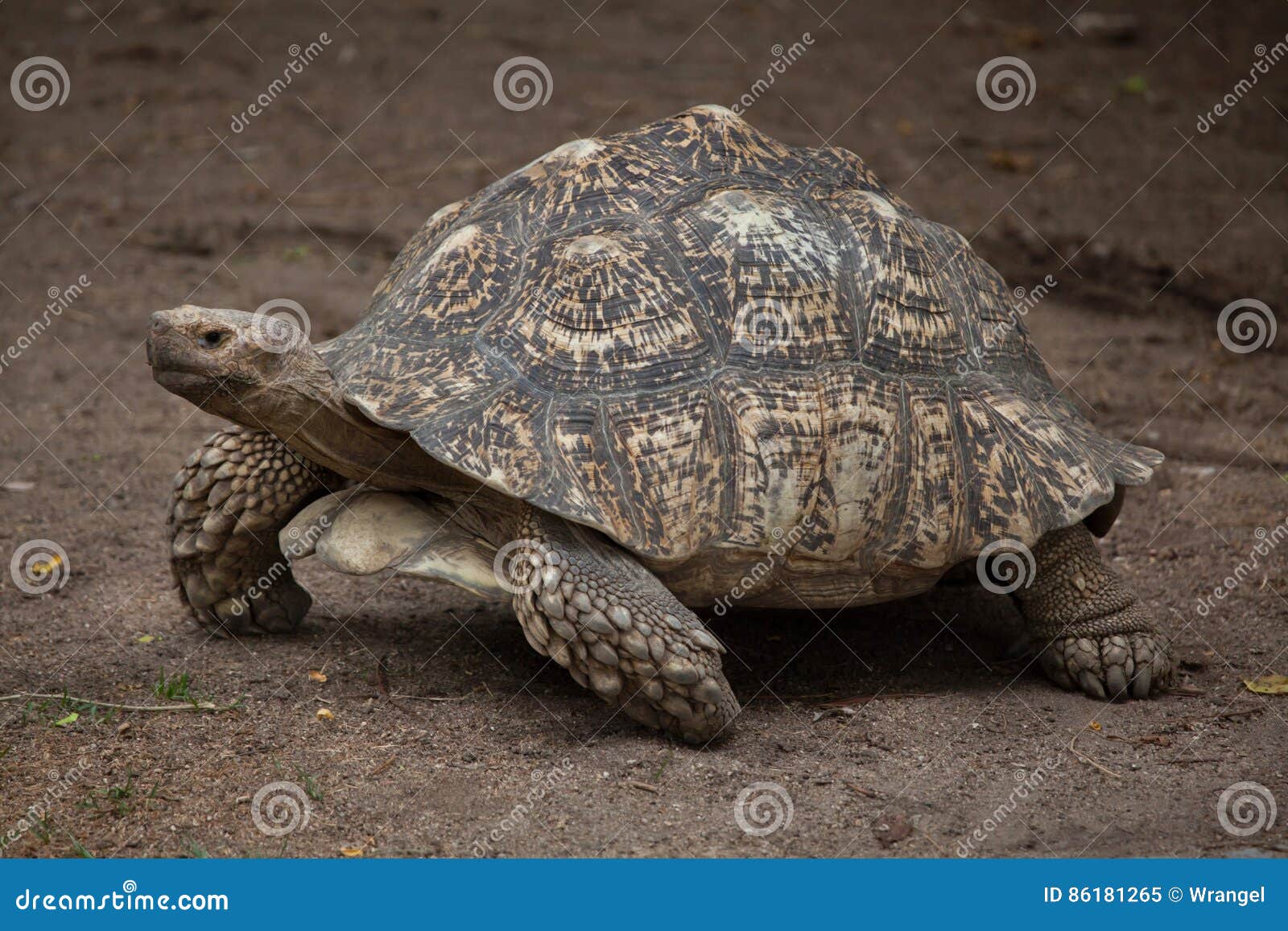 Leopard Tortoise Stock Photography | CartoonDealer.com #38851526