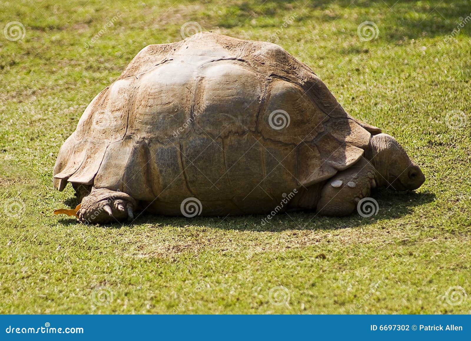 Leopard Tortoise in the Sun Stock Photo - Image of radiata, radiated ...