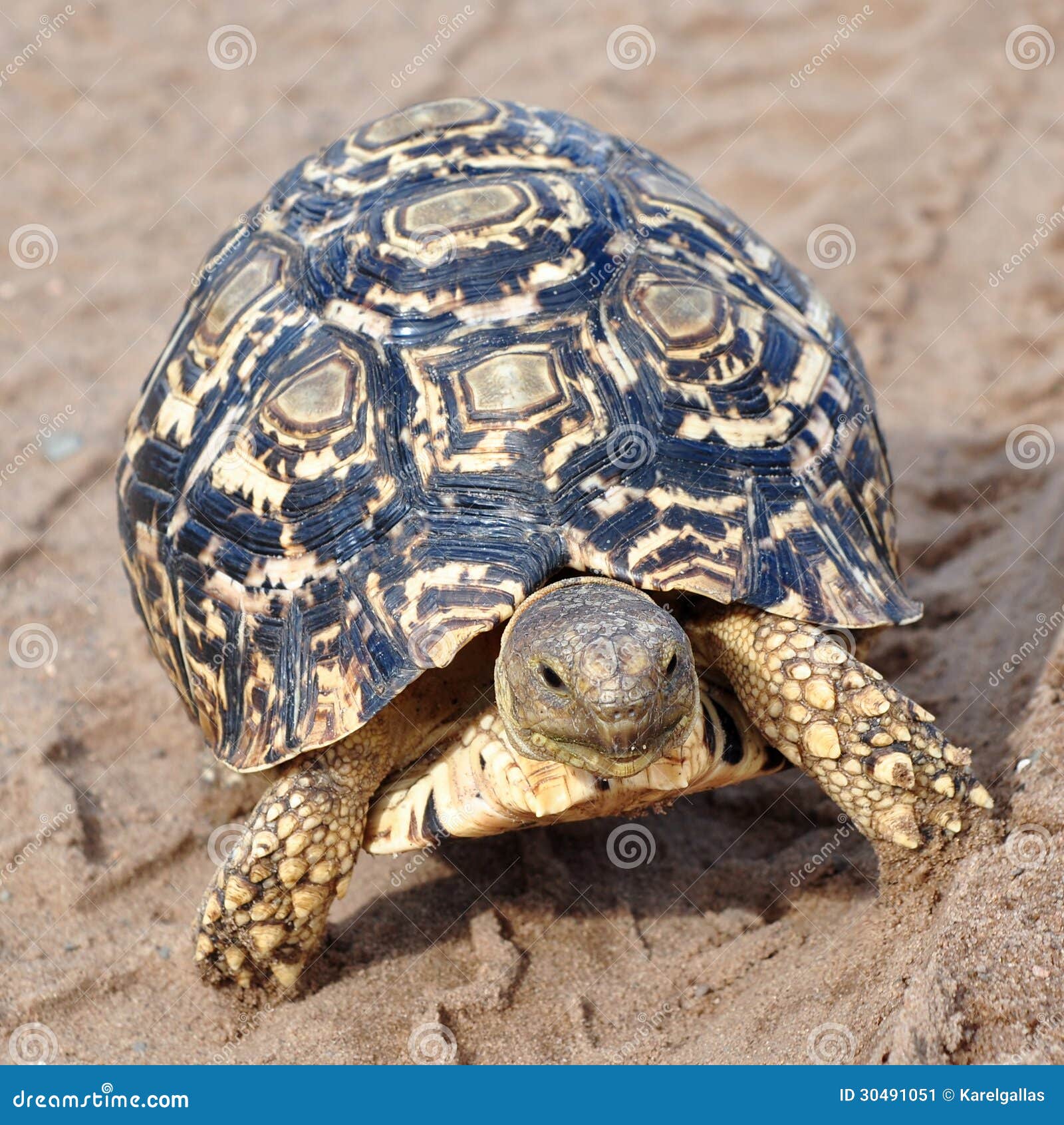 Leopard Tortoise in Track Footprints Stock Image - Image of park ...
