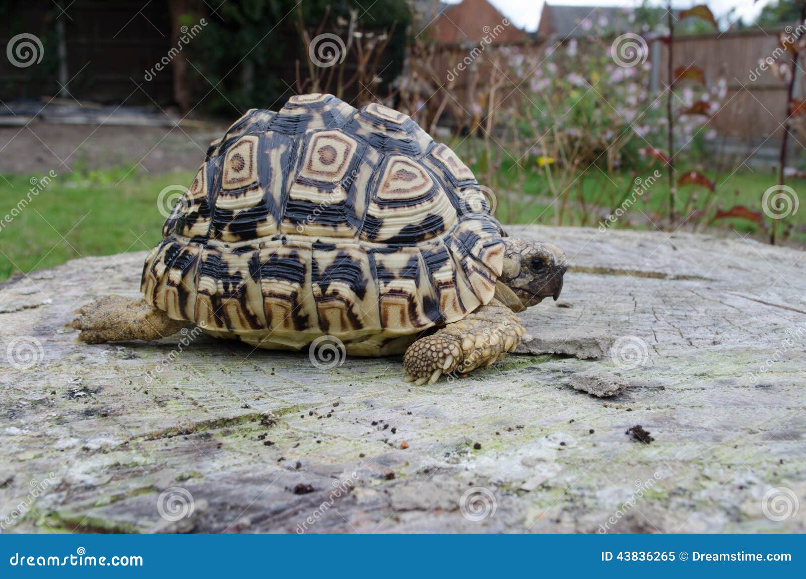Leopard Tortoise on a Tree Stump Stock Image - Image of outside, garden ...