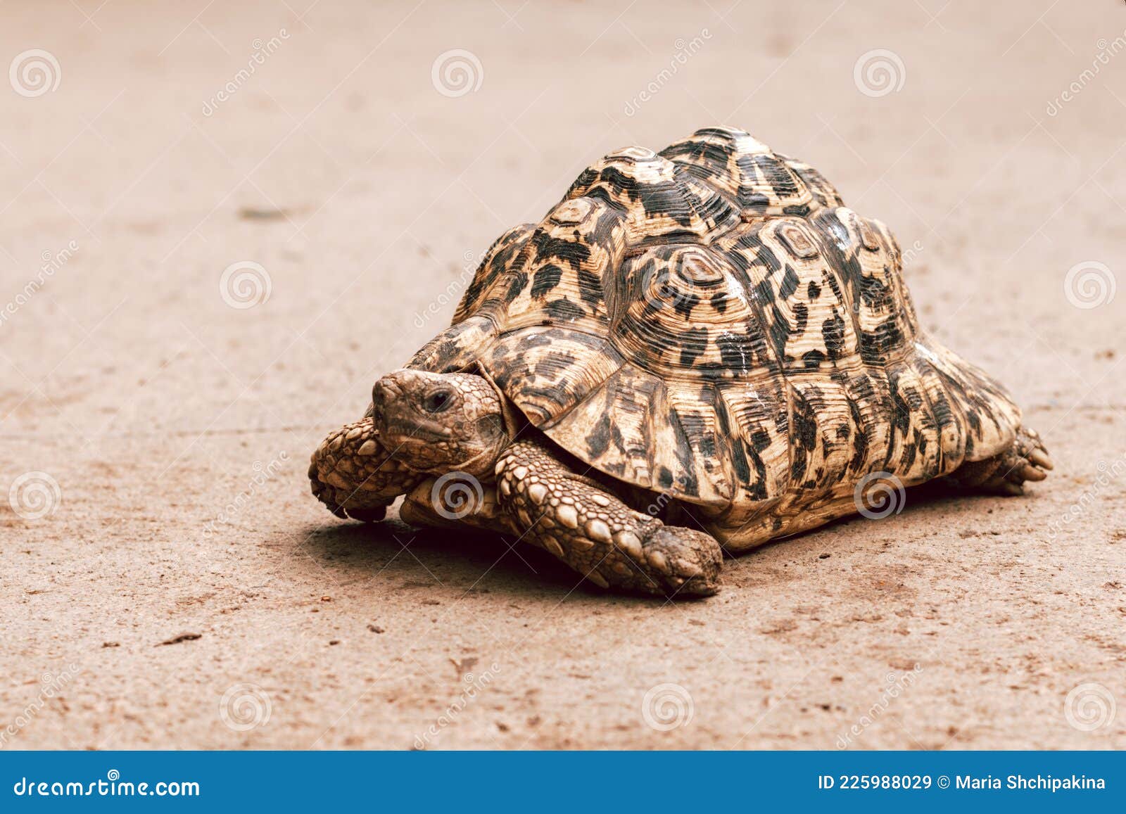 The Leopard Tortoise or Turtle Close Up Stock Image - Image of hard ...