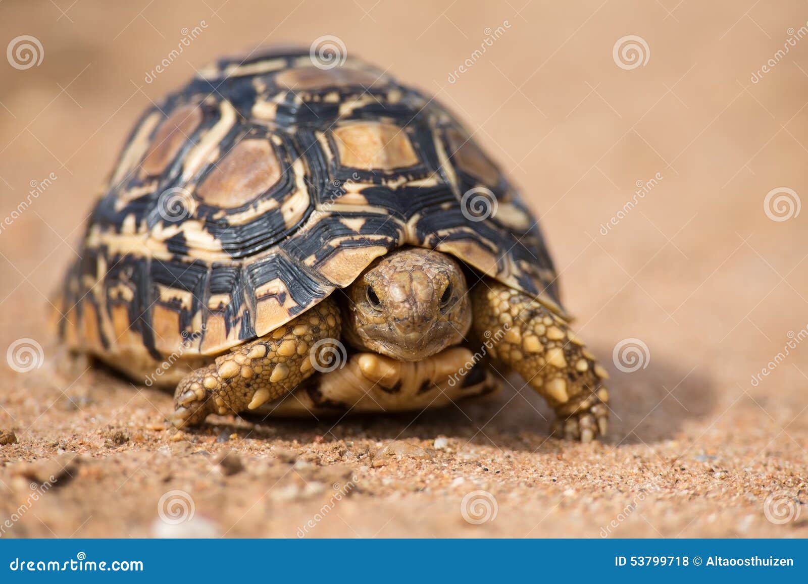 Leopard Tortoise Walking Slowly on Sand with Protective Shell Stock ...