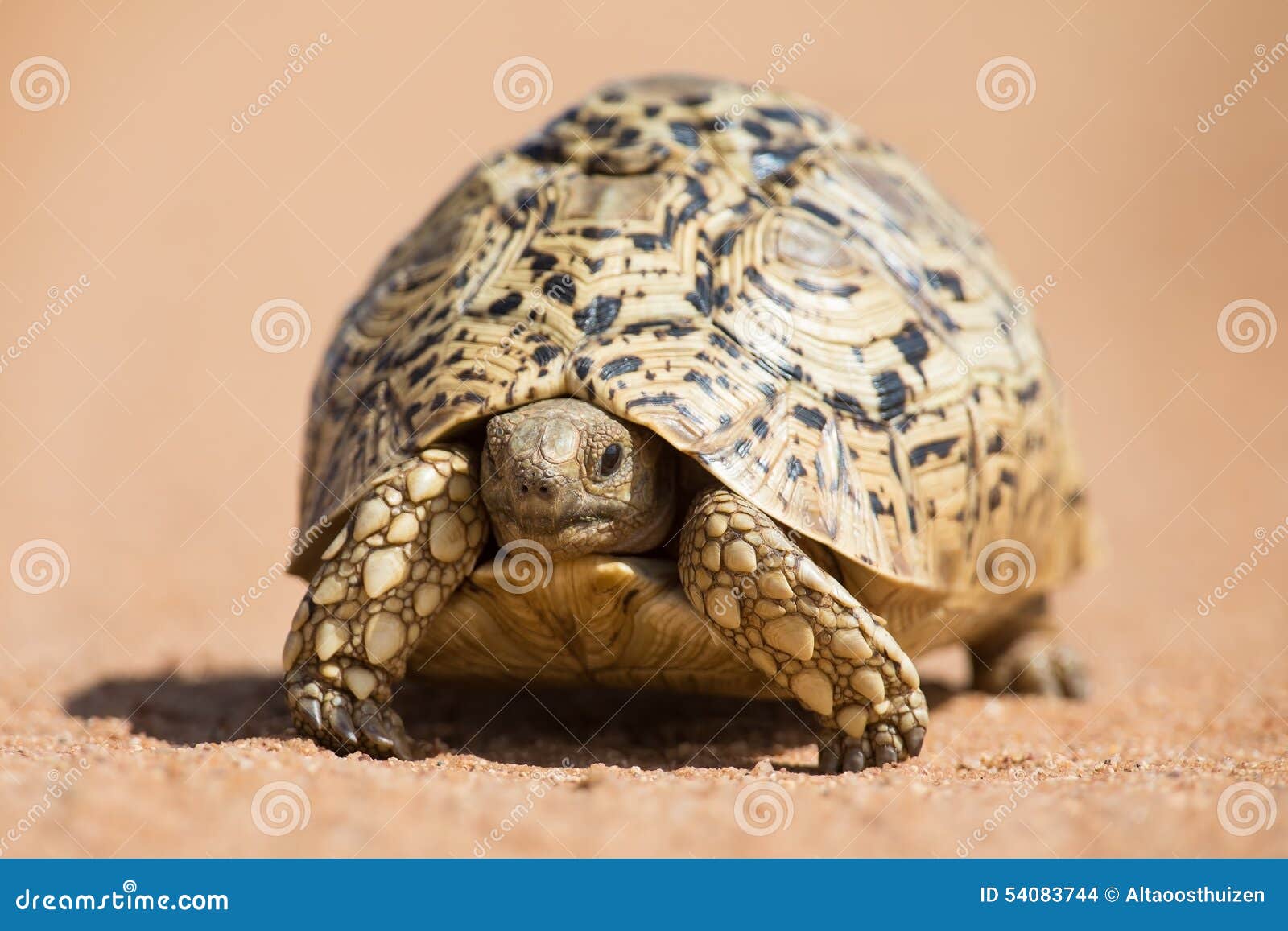 Leopard Tortoise Walking Slowly on Sand with Protective Shell Stock ...