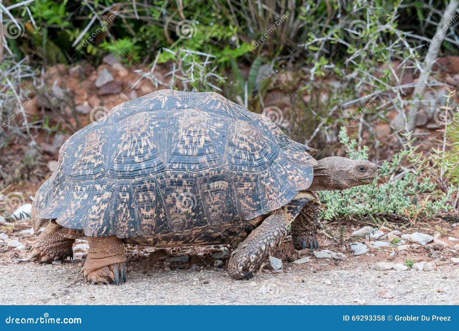 Leopard tortoise walking stock photo. Image of pardalis - 69293358