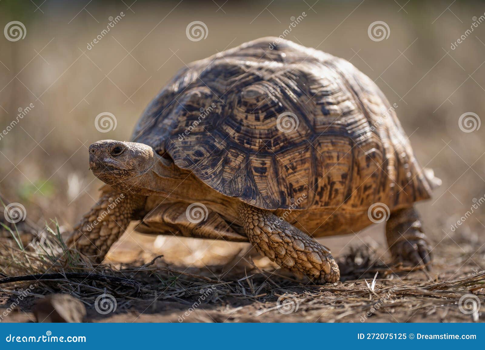 Leopard Tortoise Walks Over Grass in Sunshine Stock Image - Image of ...