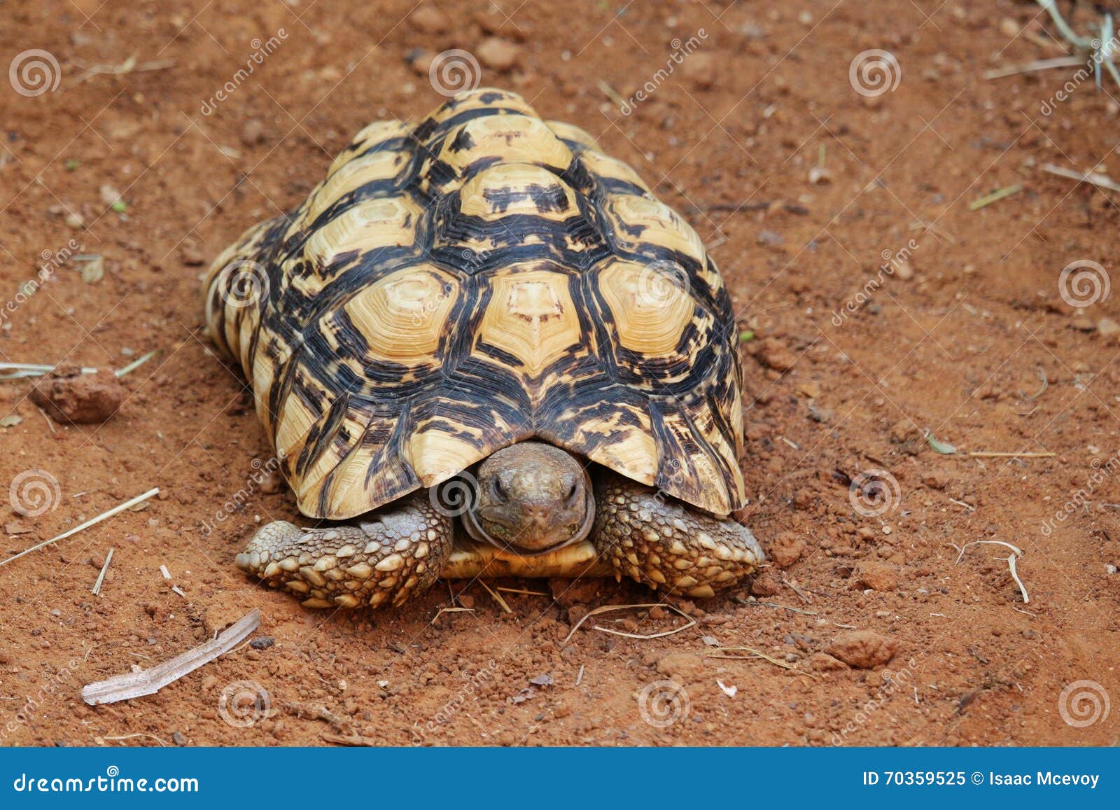 Leopard Tortoise stock image. Image of pattern, yellow - 70359525