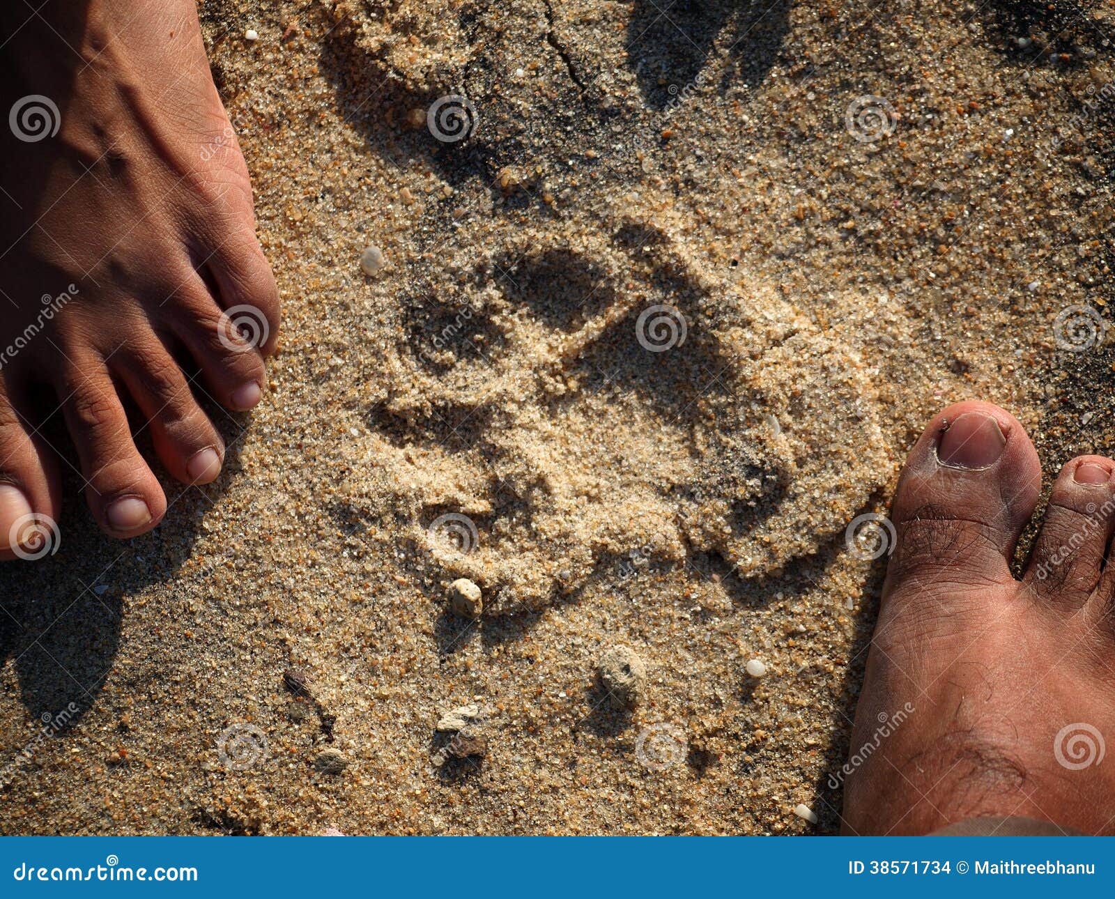 Leopard Tracks stock photo. Image of leopard, footprint - 38571734