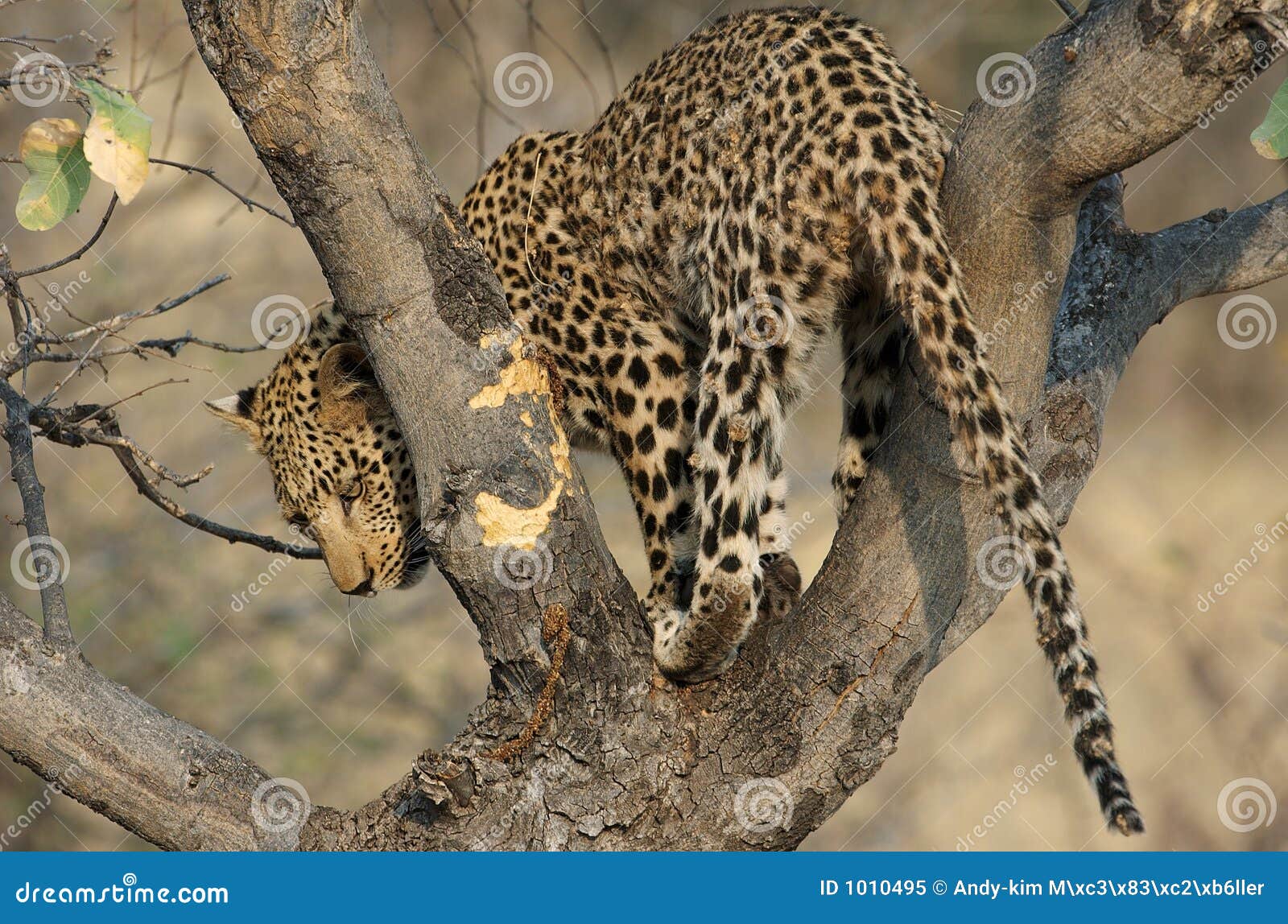 Jaguar Climbing Up A Tree