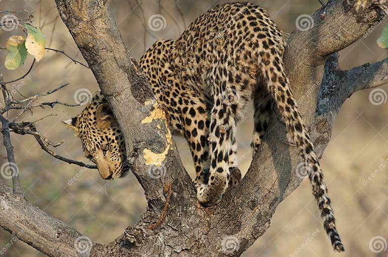 Leopard on a tree stock image. Image of feline, animals - 1010495
