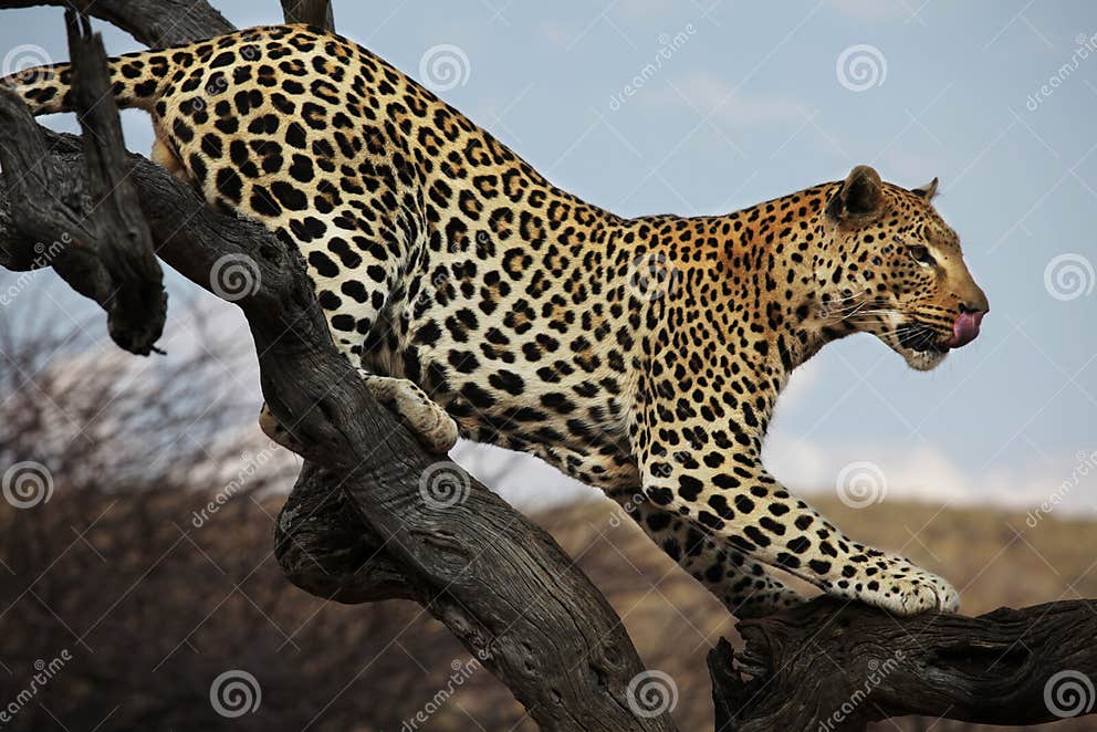 Leopard on the tree stock image. Image of safari, african - 11201151