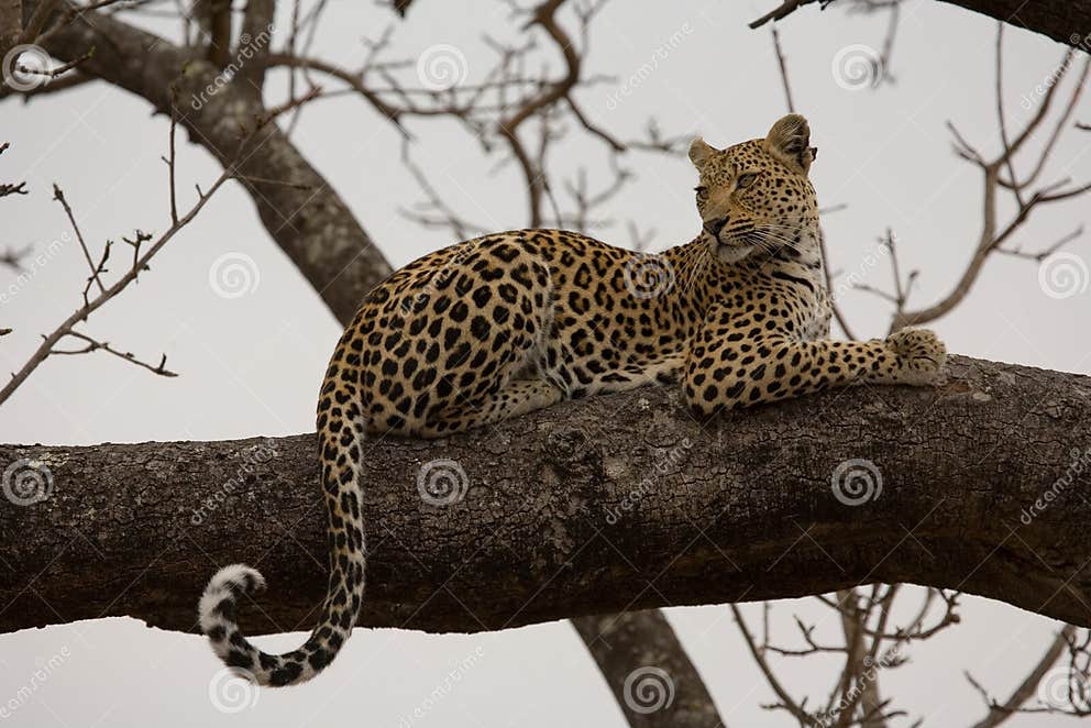 Leopard in tree stock image. Image of wild, tree, african - 11369629