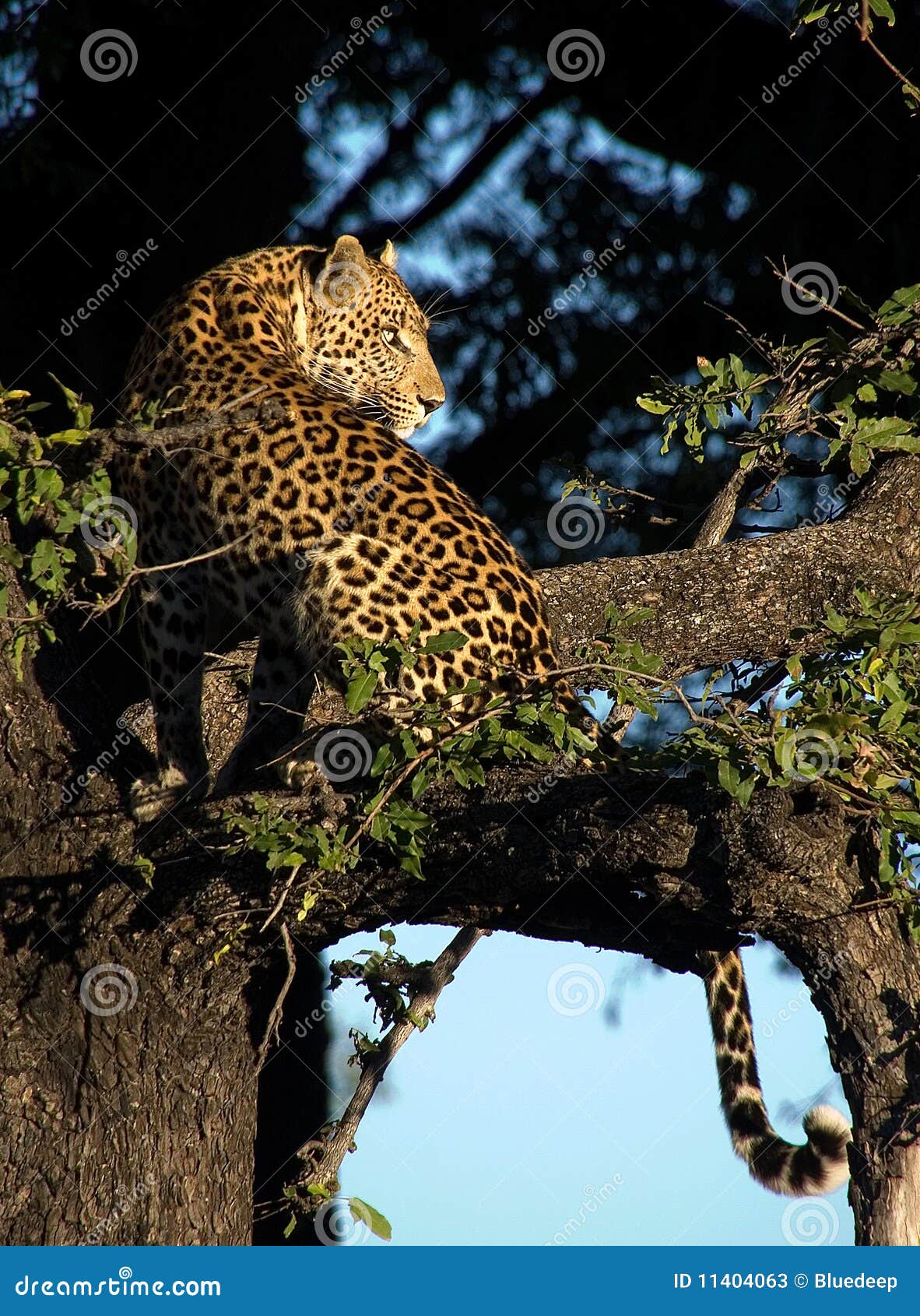 Leopard on a tree stock image. Image of spot, furry, nature - 11404063