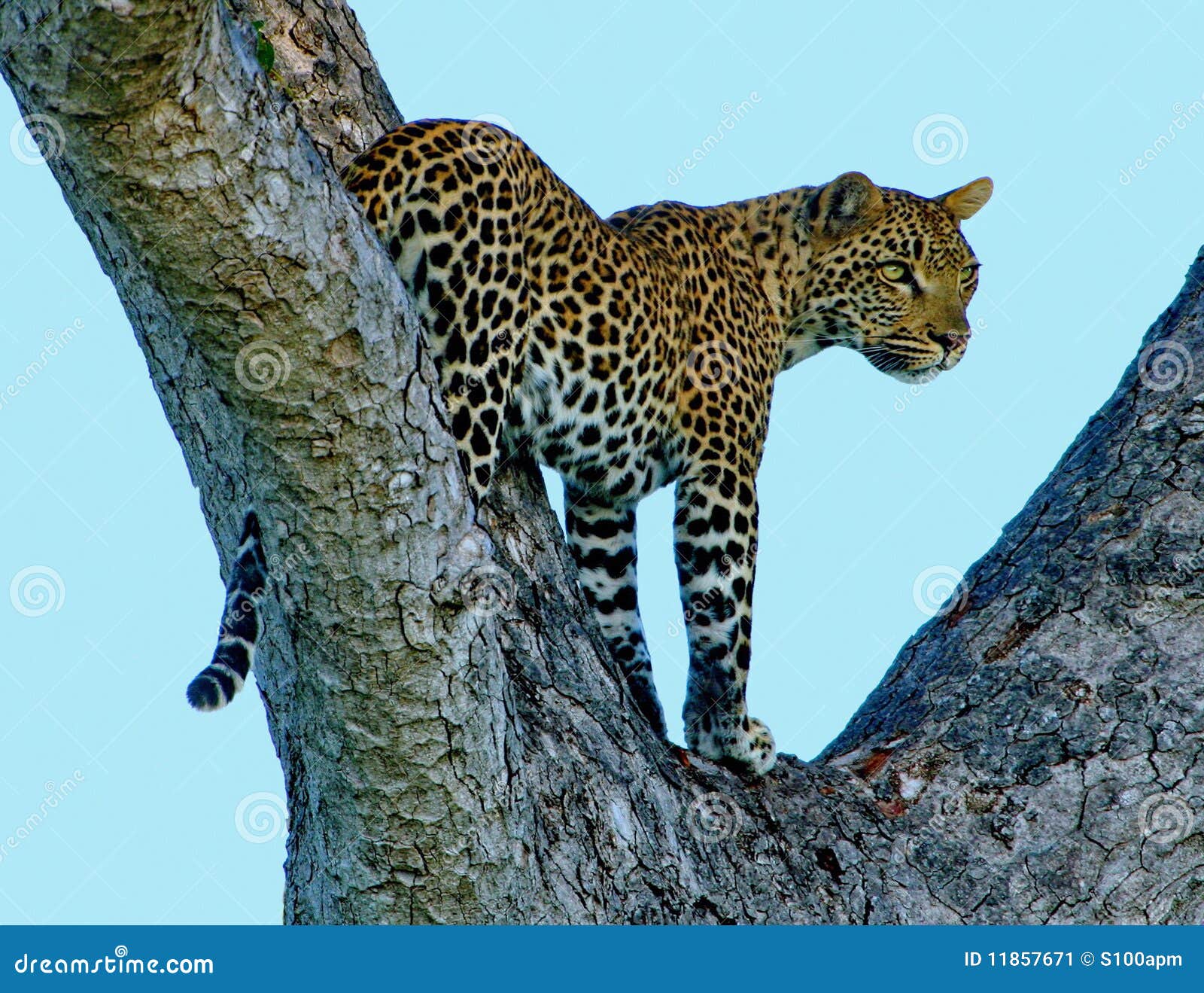 Leopard in a tree stock image. Image of leopard, predator - 11857671
