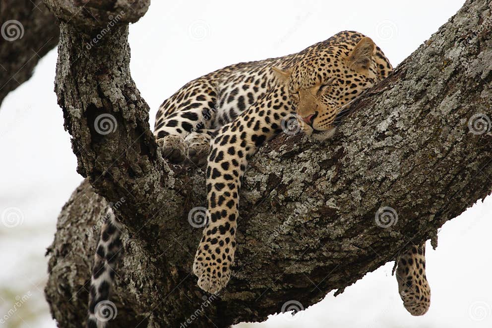 Leopard in the tree stock photo. Image of predator, sleeping - 13658804
