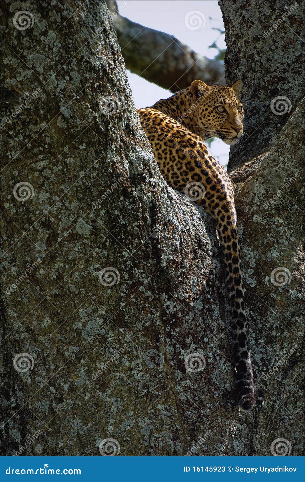 Leopard on a tree. stock image. Image of animal, branch - 16145923