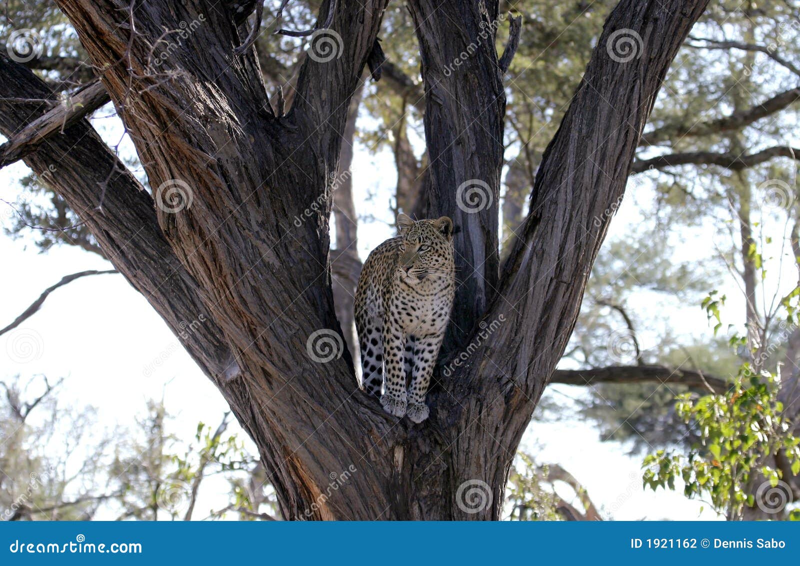 Leopard in Tree stock photo. Image of prey, ecology, preserve - 1921162