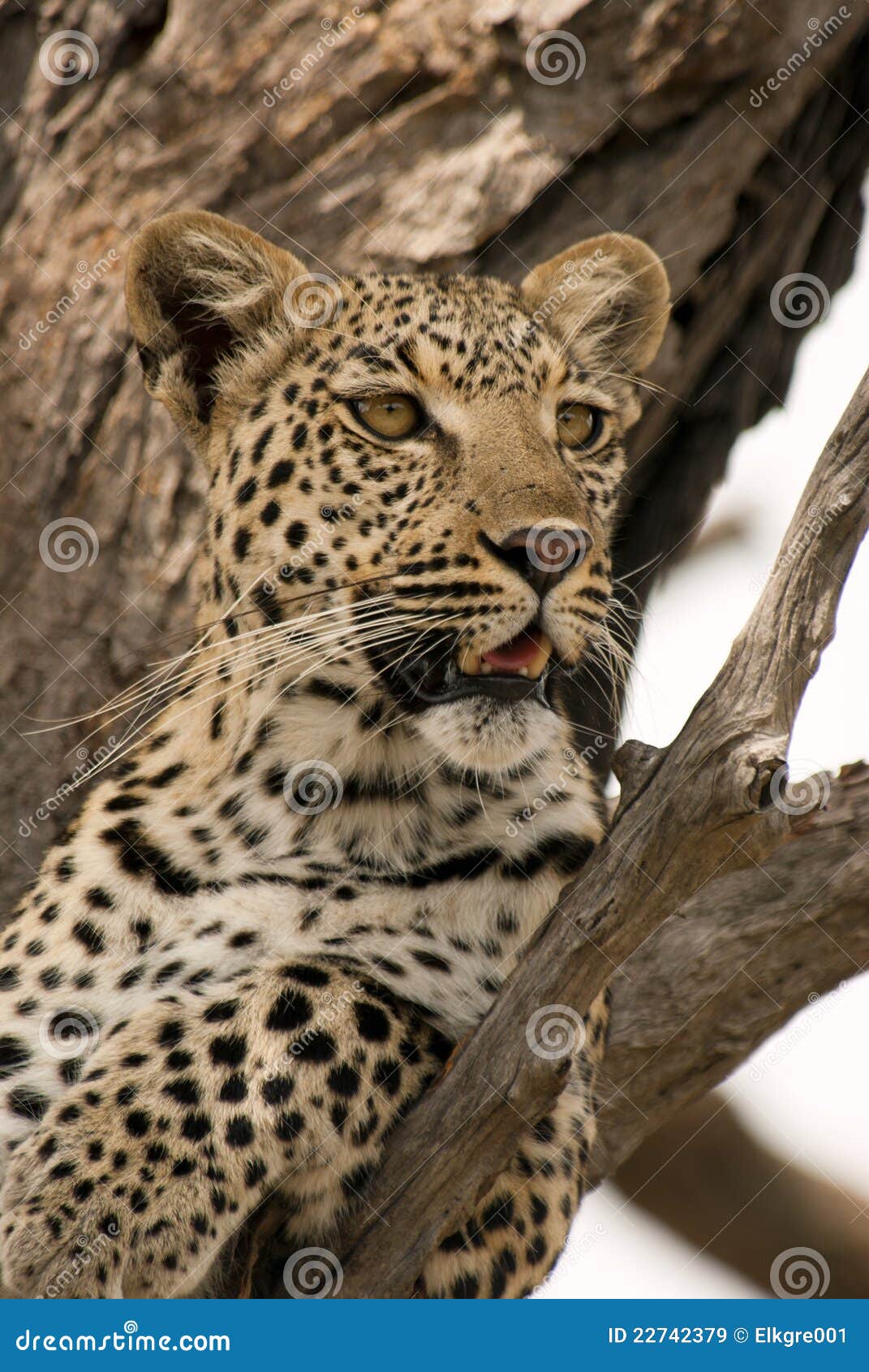 Leopard In Tree Royalty-Free Stock Photo | CartoonDealer.com #22742379