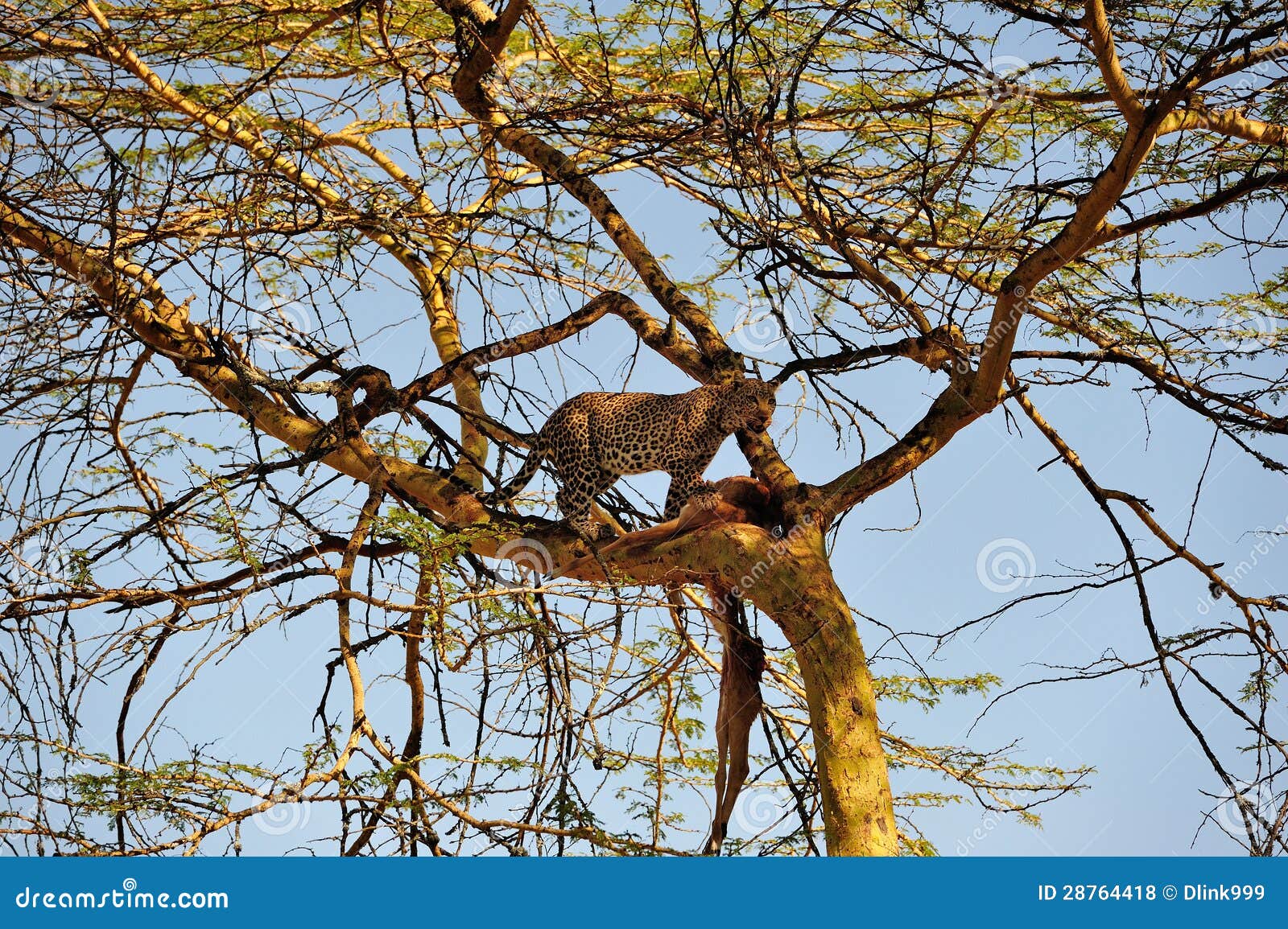 Leopard on Tree stock photo. Image of five, onca, animal - 28764418