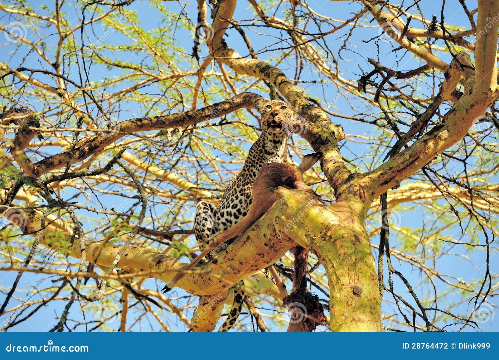 Leopard on Tree stock photo. Image of animal, africa - 28764472