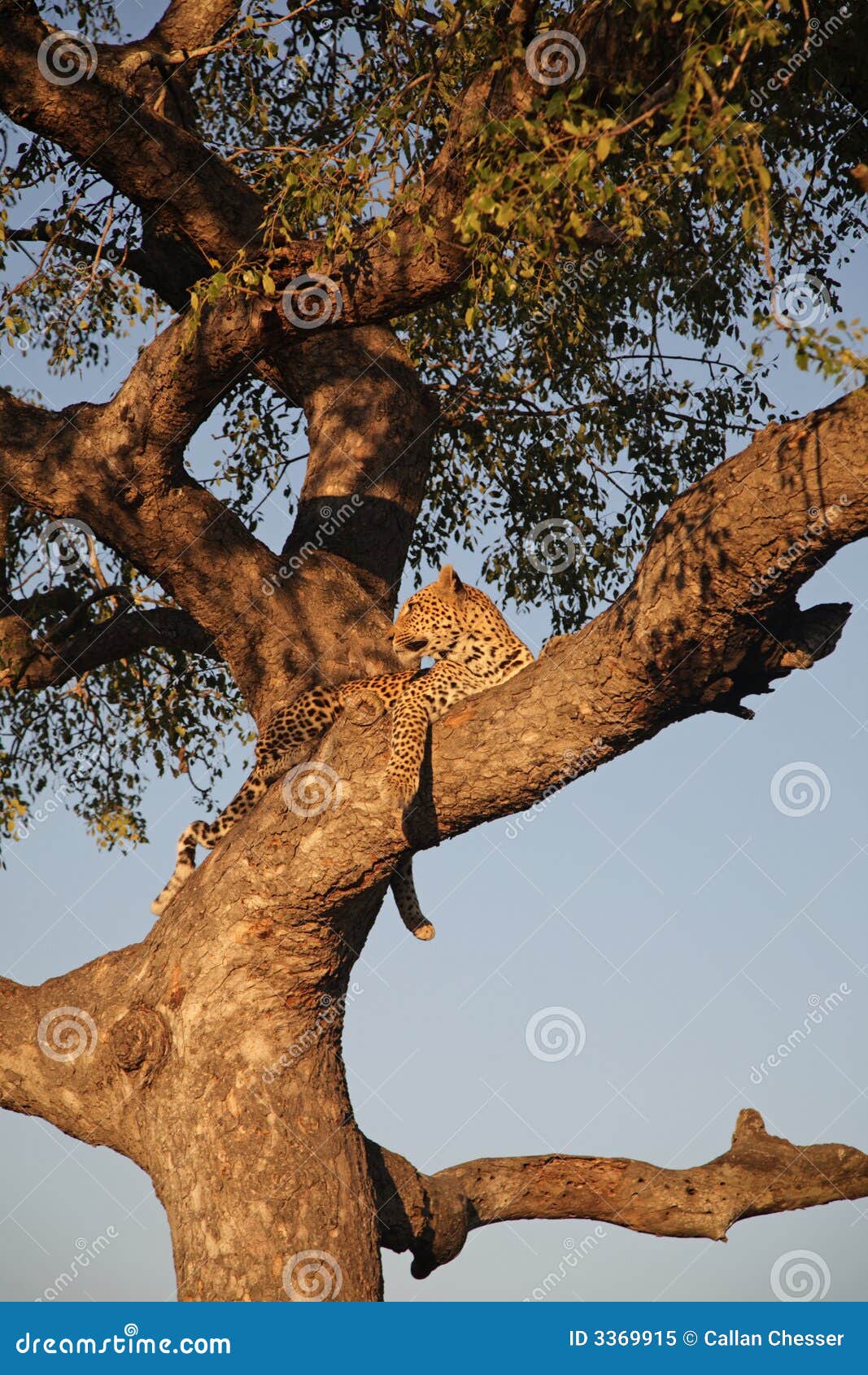 Leopard in a tree stock image. Image of africa, leopards - 3369915