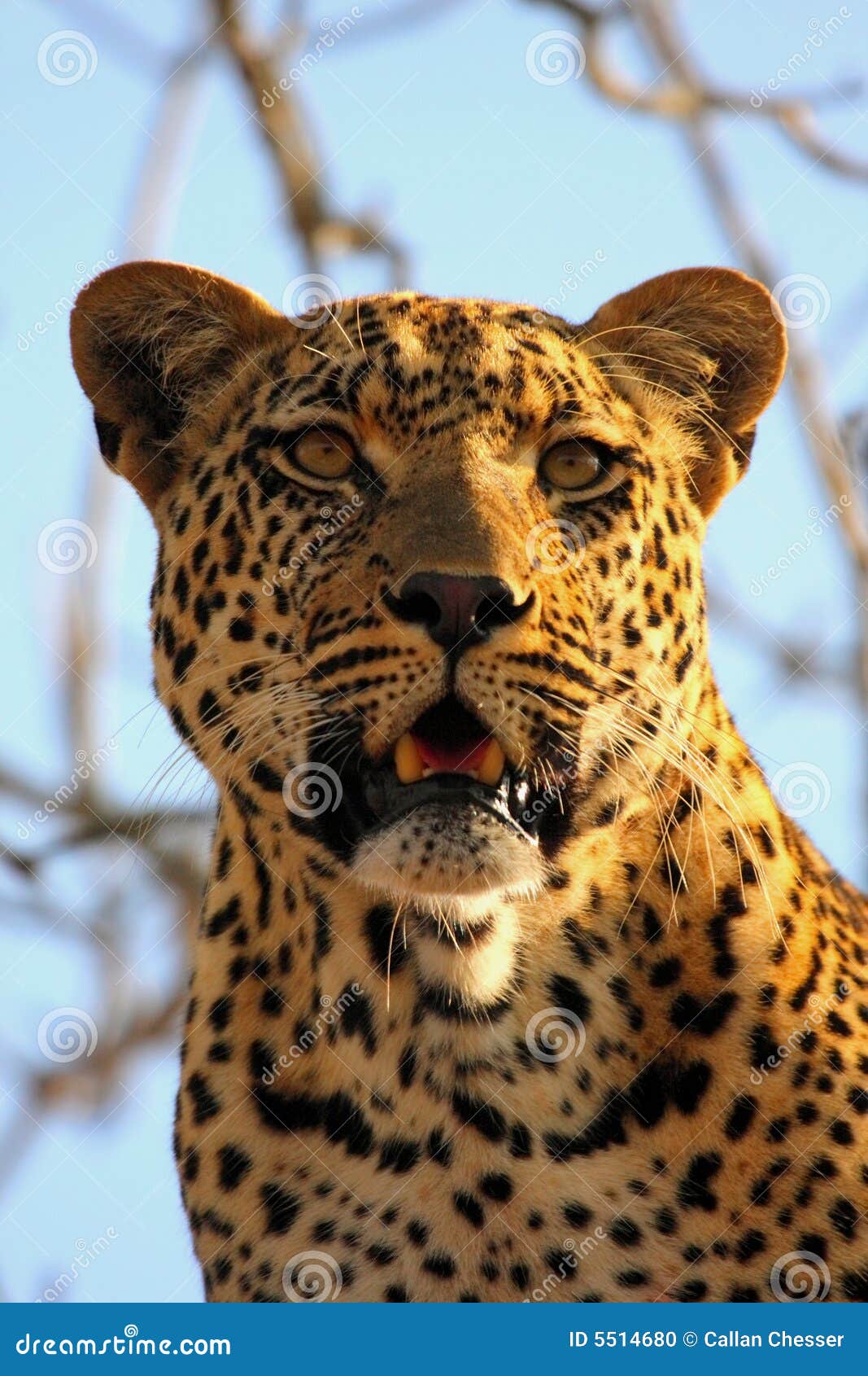 Leopard in a tree stock photo. Image of spotted, carcass - 5514680