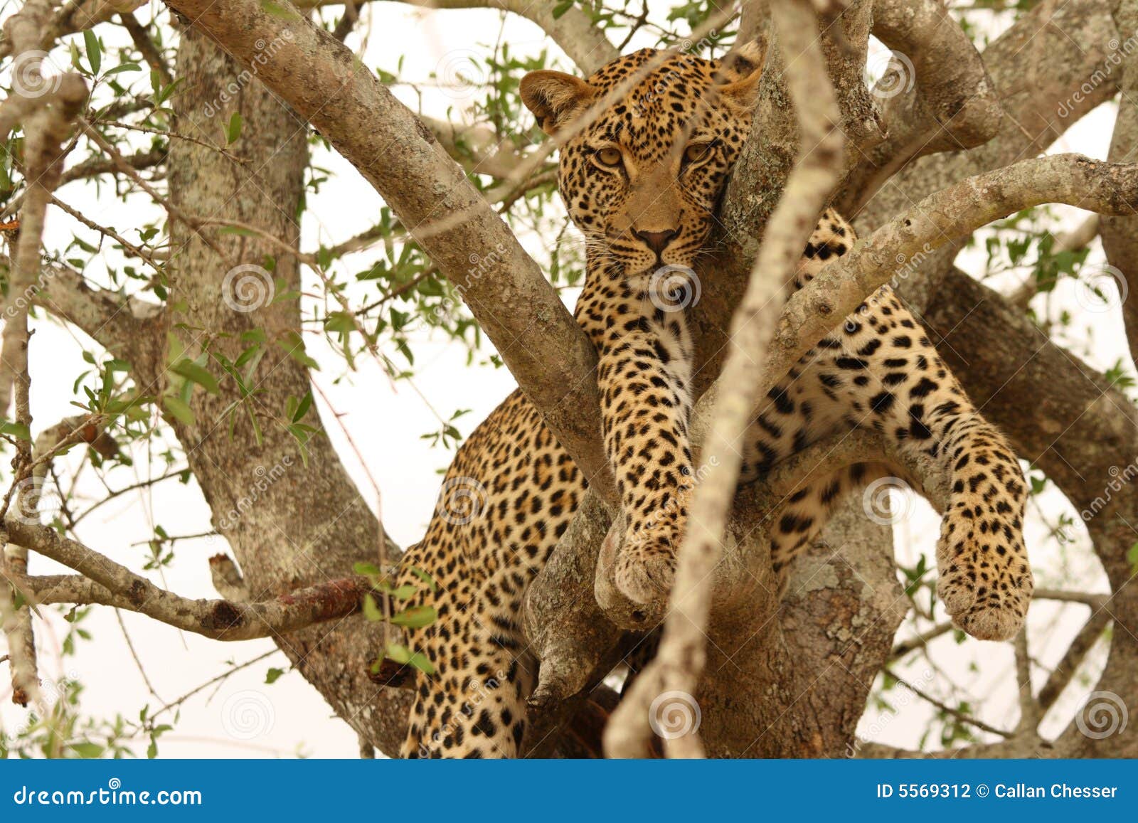 Leopard in a tree stock photo. Image of masai, jaguar - 5569312