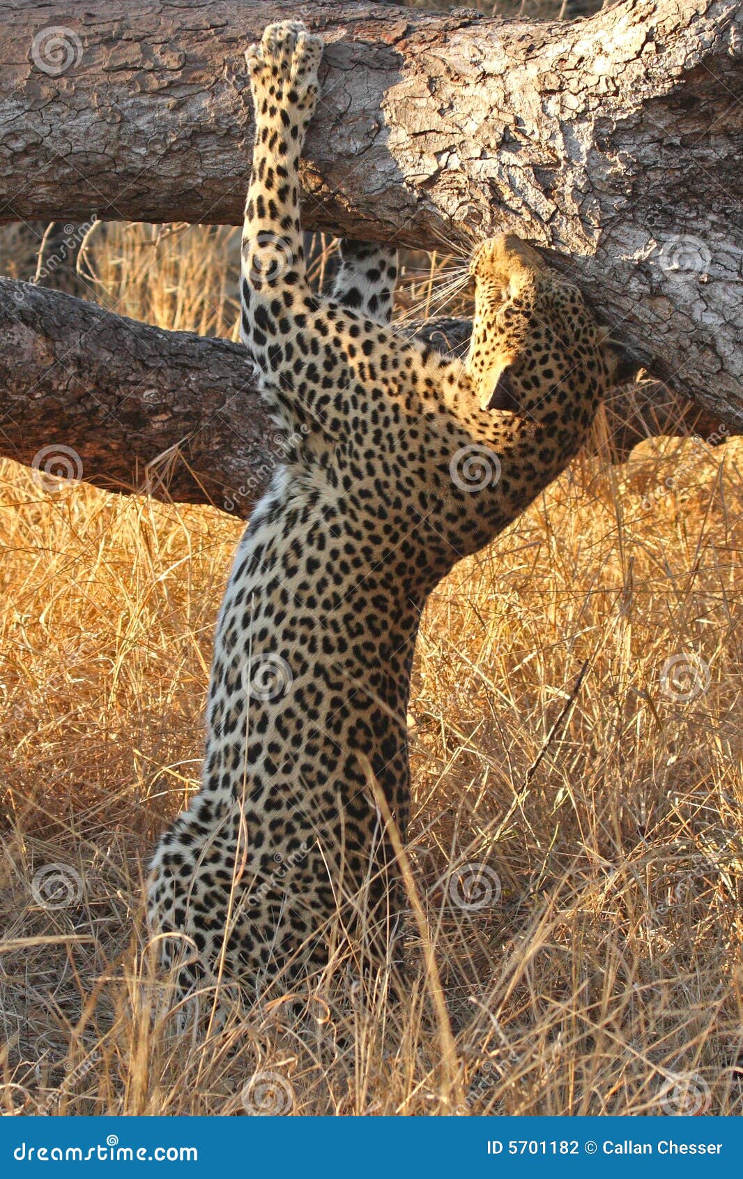 Leopard in a tree stock photo. Image of sands, animal - 5701182