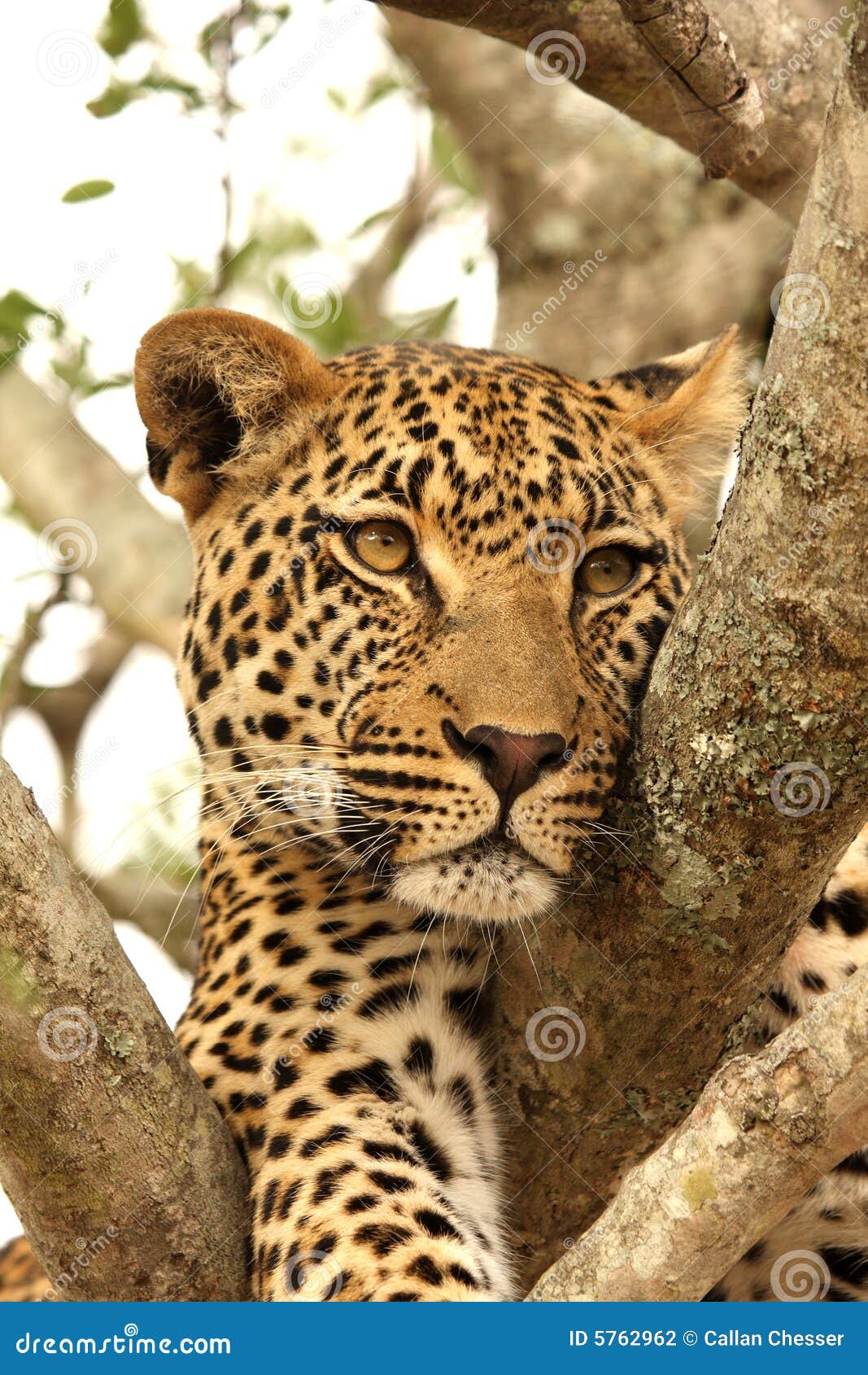 Leopard in a tree stock photo. Image of leopard, big5 - 5762962