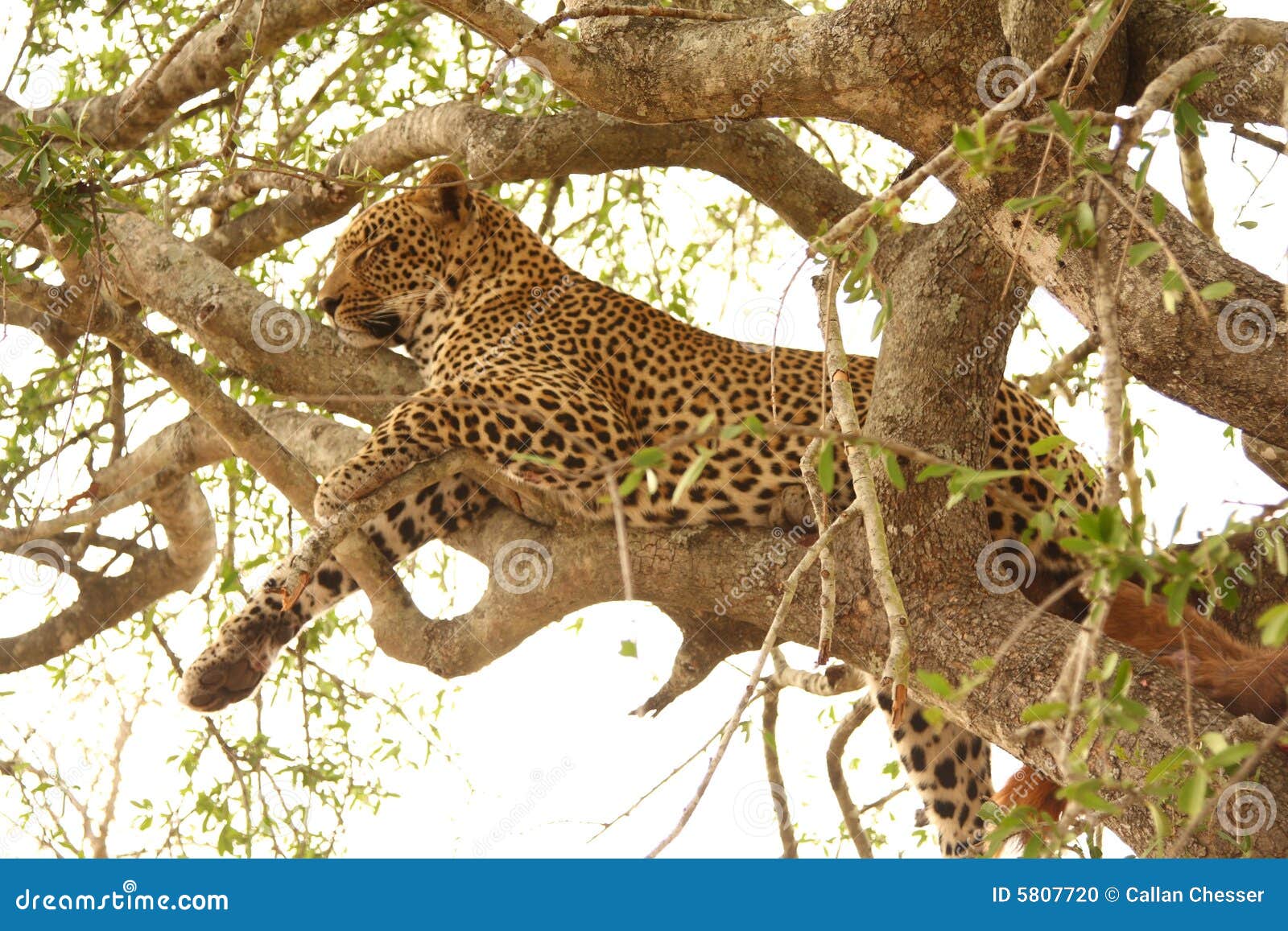 Leopard in a tree stock photo. Image of feed, onca, leopard - 5807720