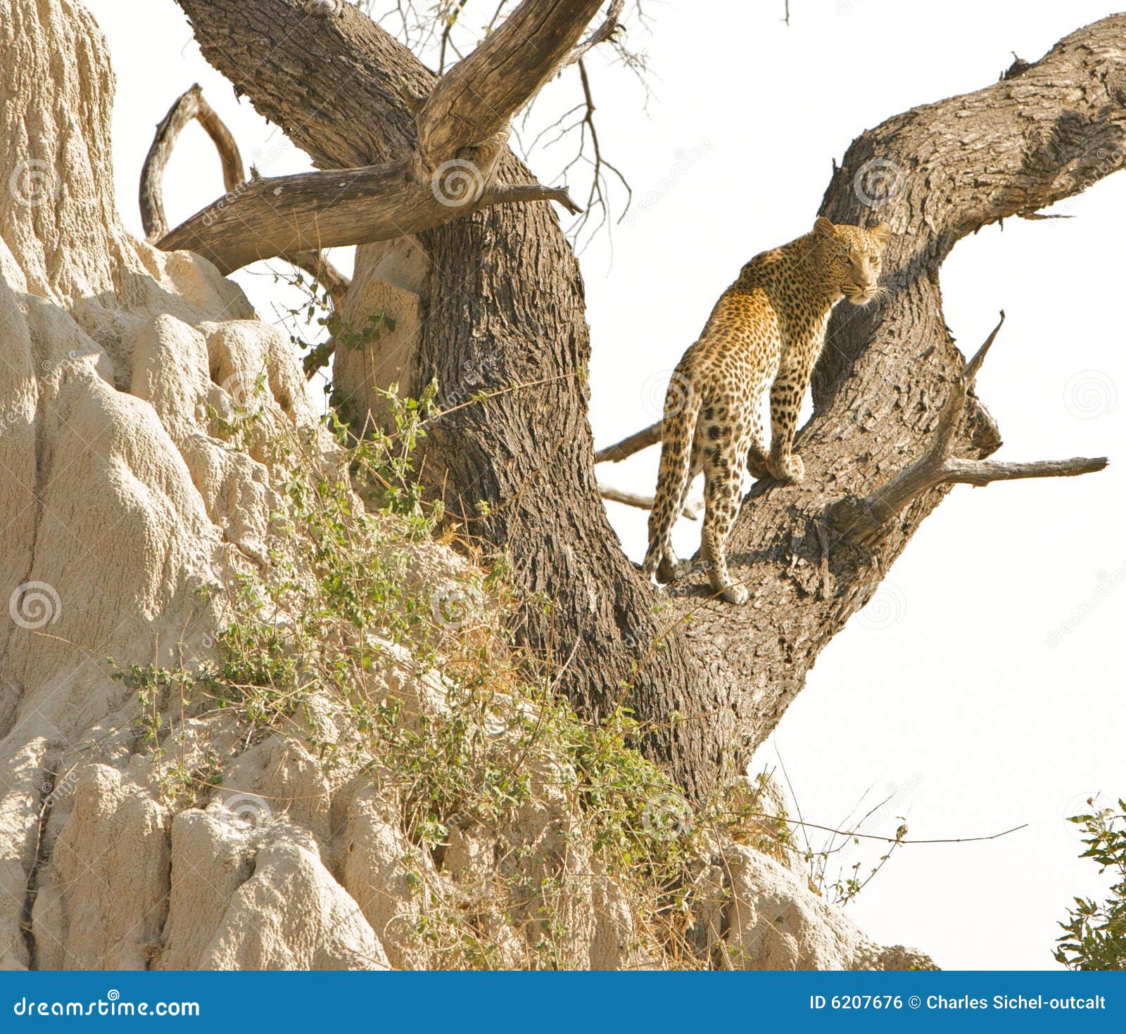 Leopard on tree stock photo. Image of pardus, panther - 6207676