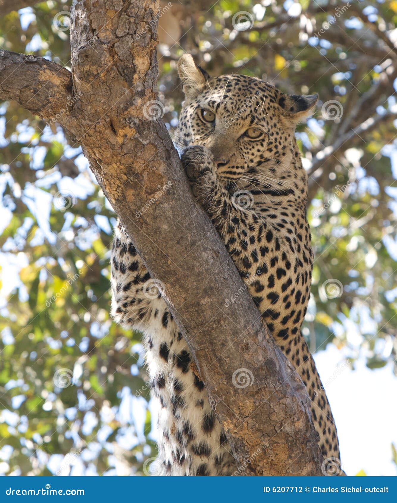 Leopard on tree stock photo. Image of furry, leopard, pardus - 6207712