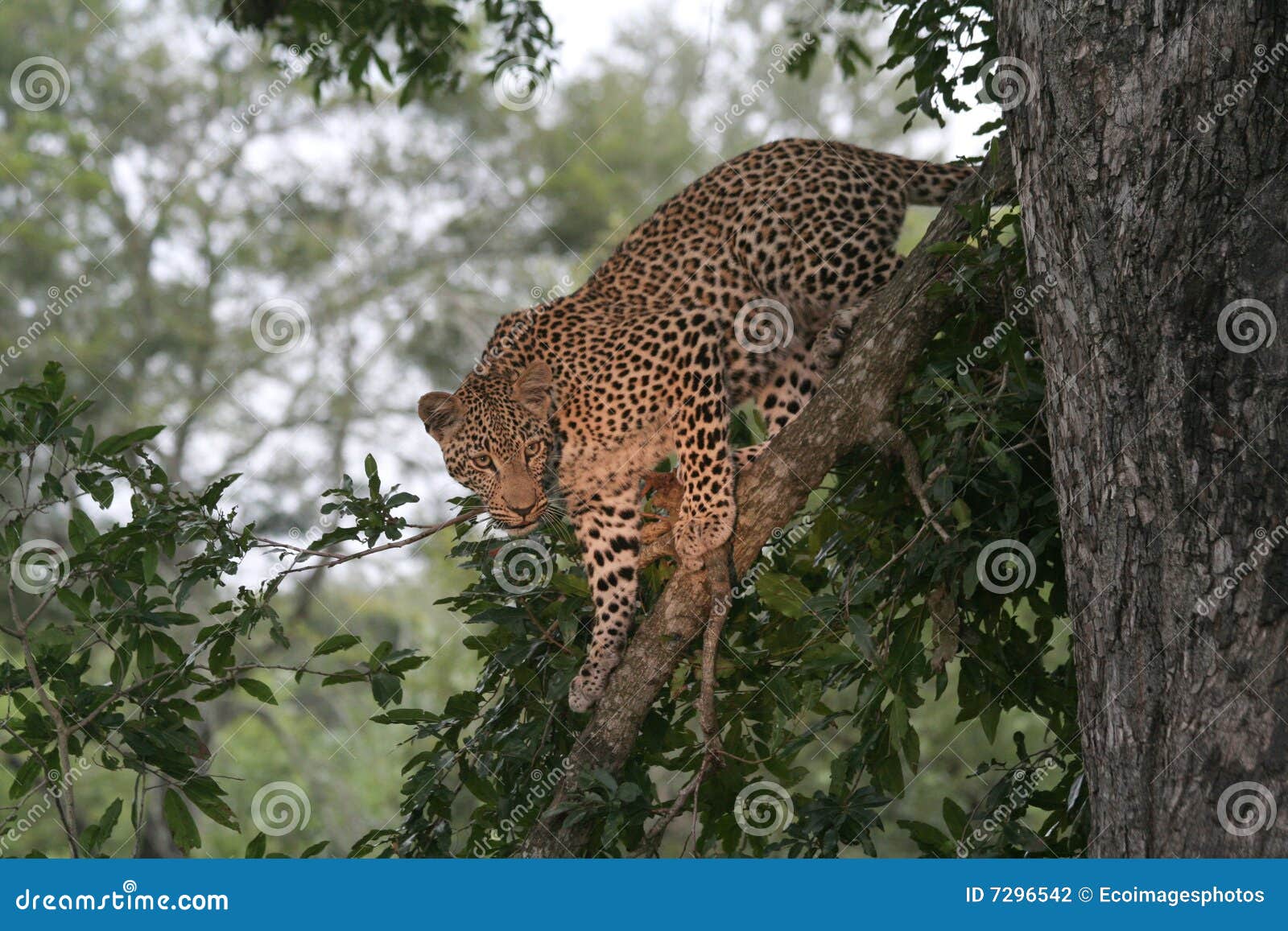 Leopard in tree stock photo. Image of hunt, mammal, claw - 7296542