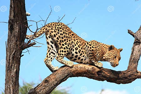 Leopard on Tree stock photo. Image of climb, namibia, size - 9412562