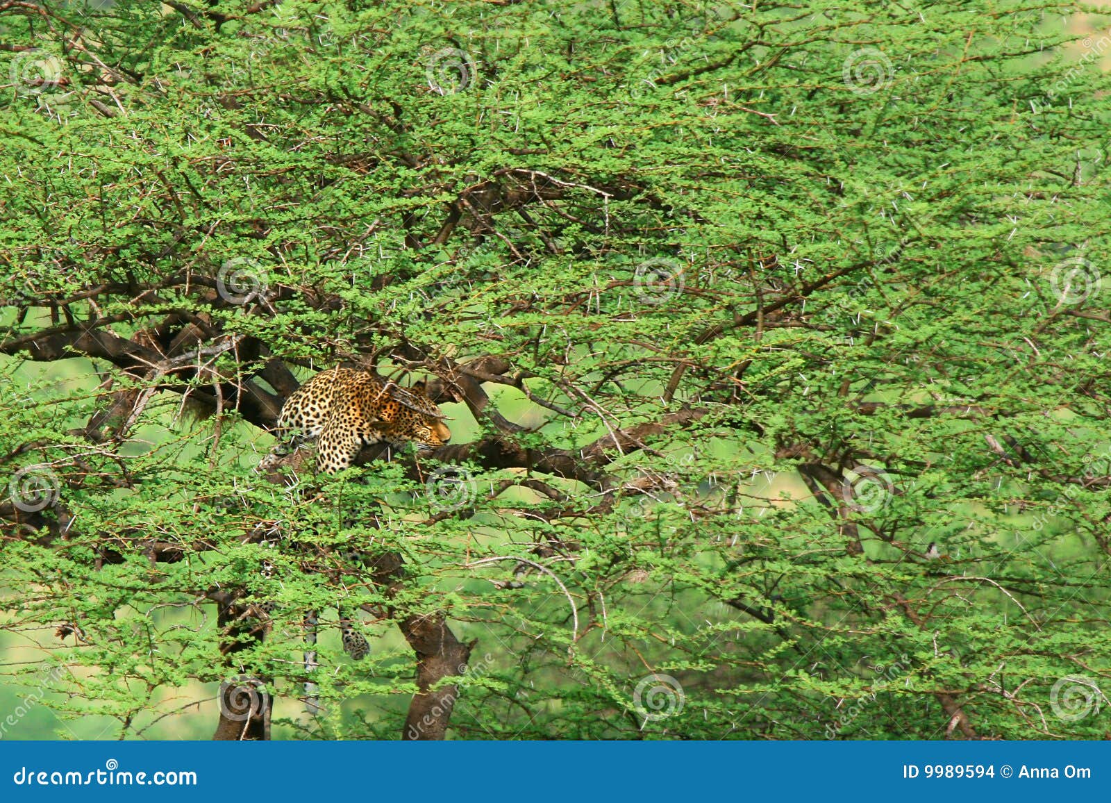 Leopard on the tree stock photo. Image of forest, life - 9989594