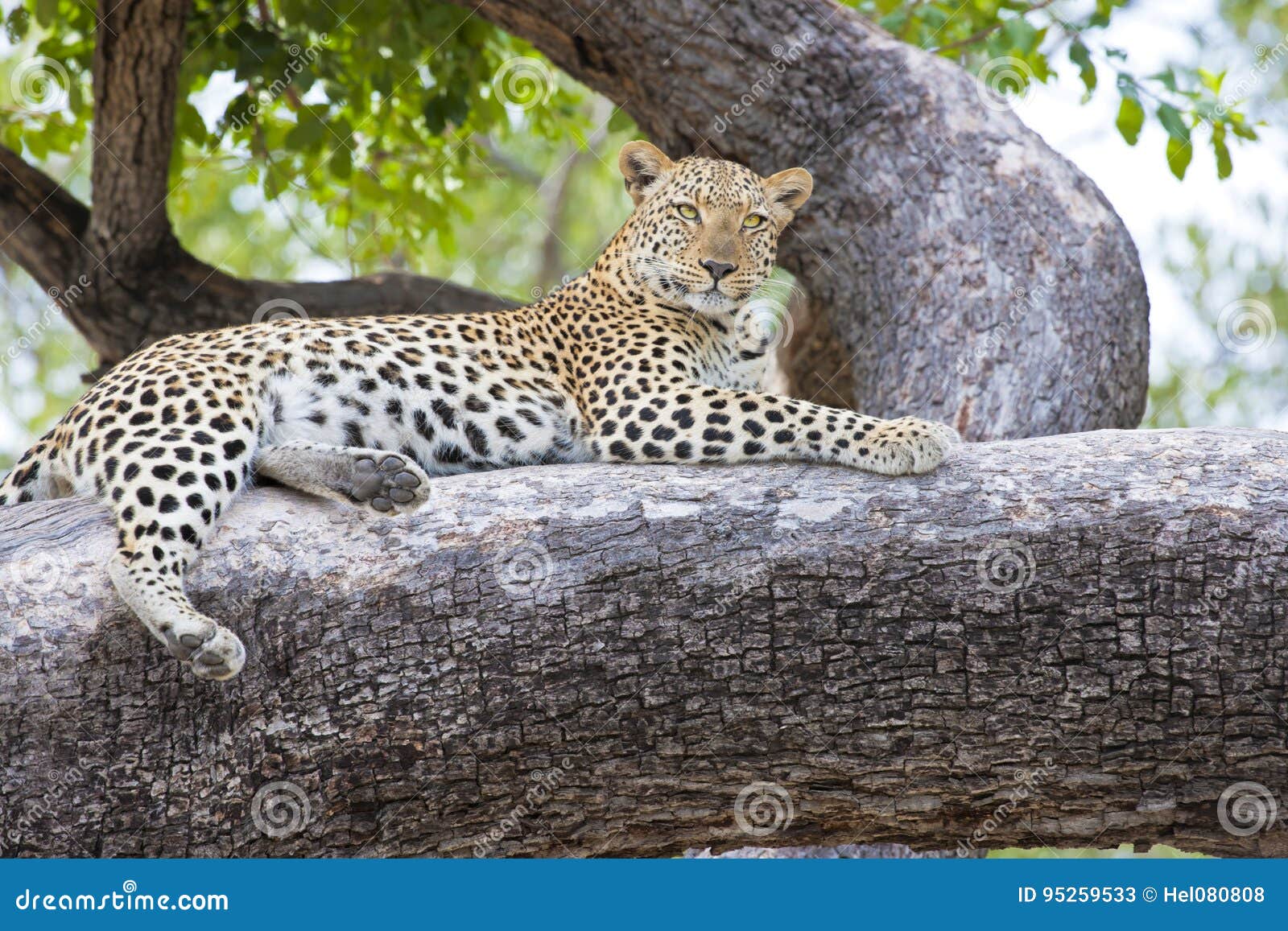 Leopard on tree, Africa stock image. Image of spots, wilderness - 95259533