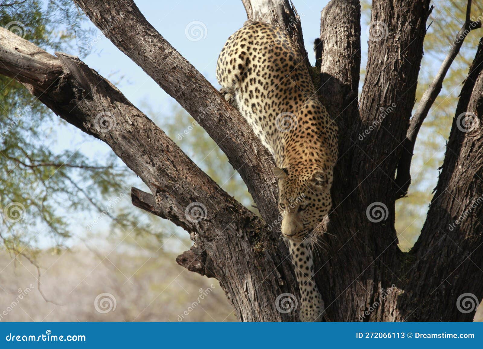 Leopard in tree stock image. Image of leppard, animal - 272066113