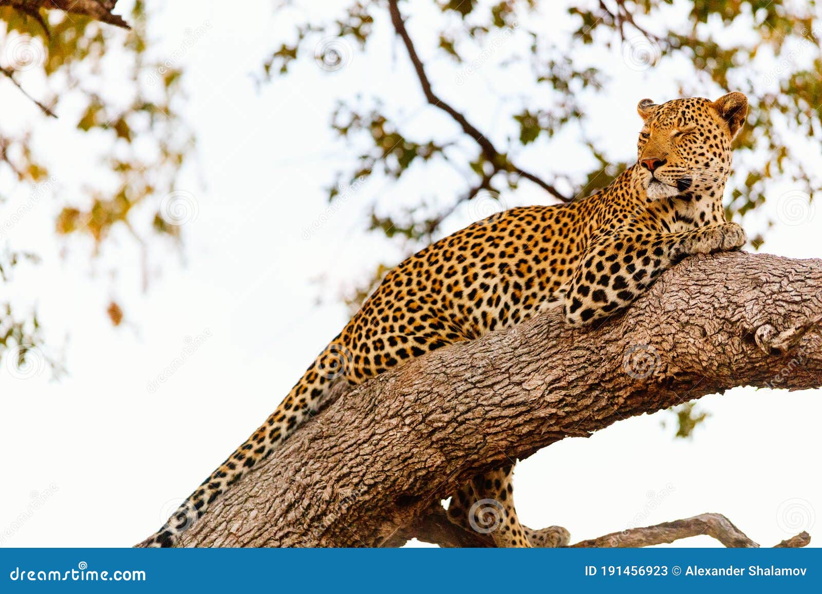 Leopard on a tree stock image. Image of wild, natural - 191456923