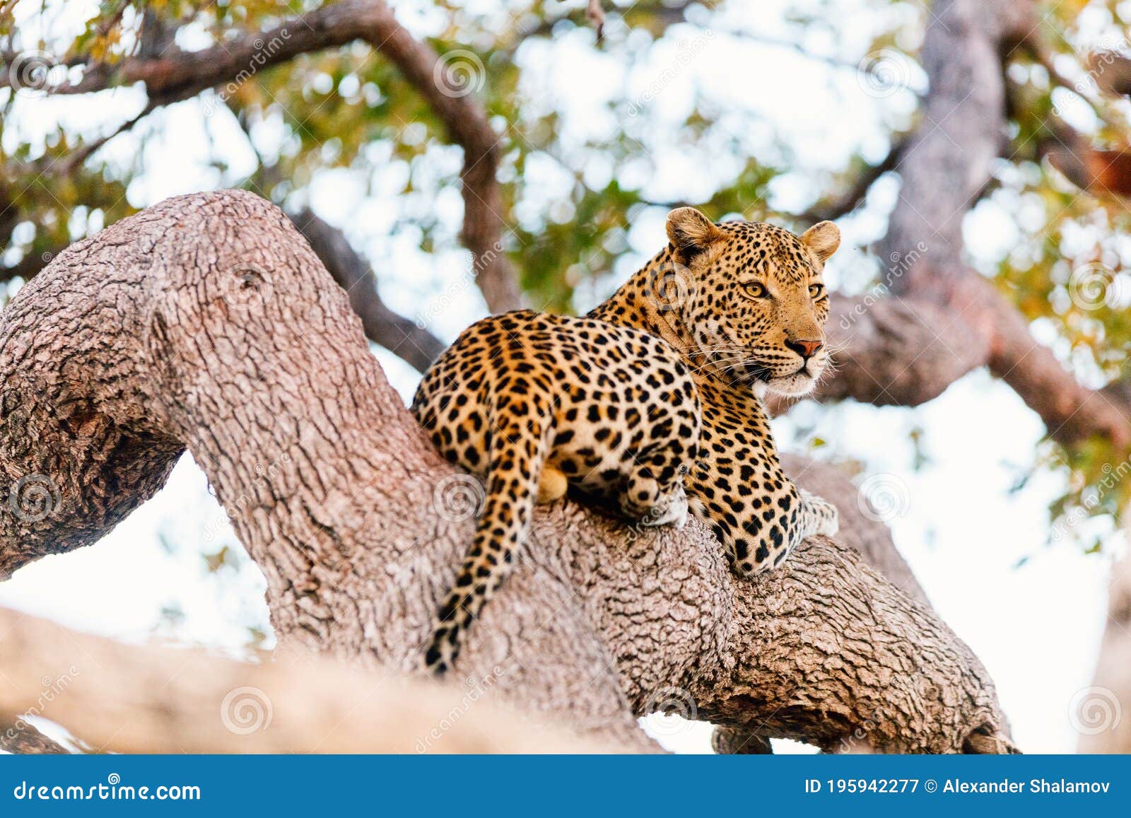 Leopard In A Tree Royalty-Free Stock Photography | CartoonDealer.com ...