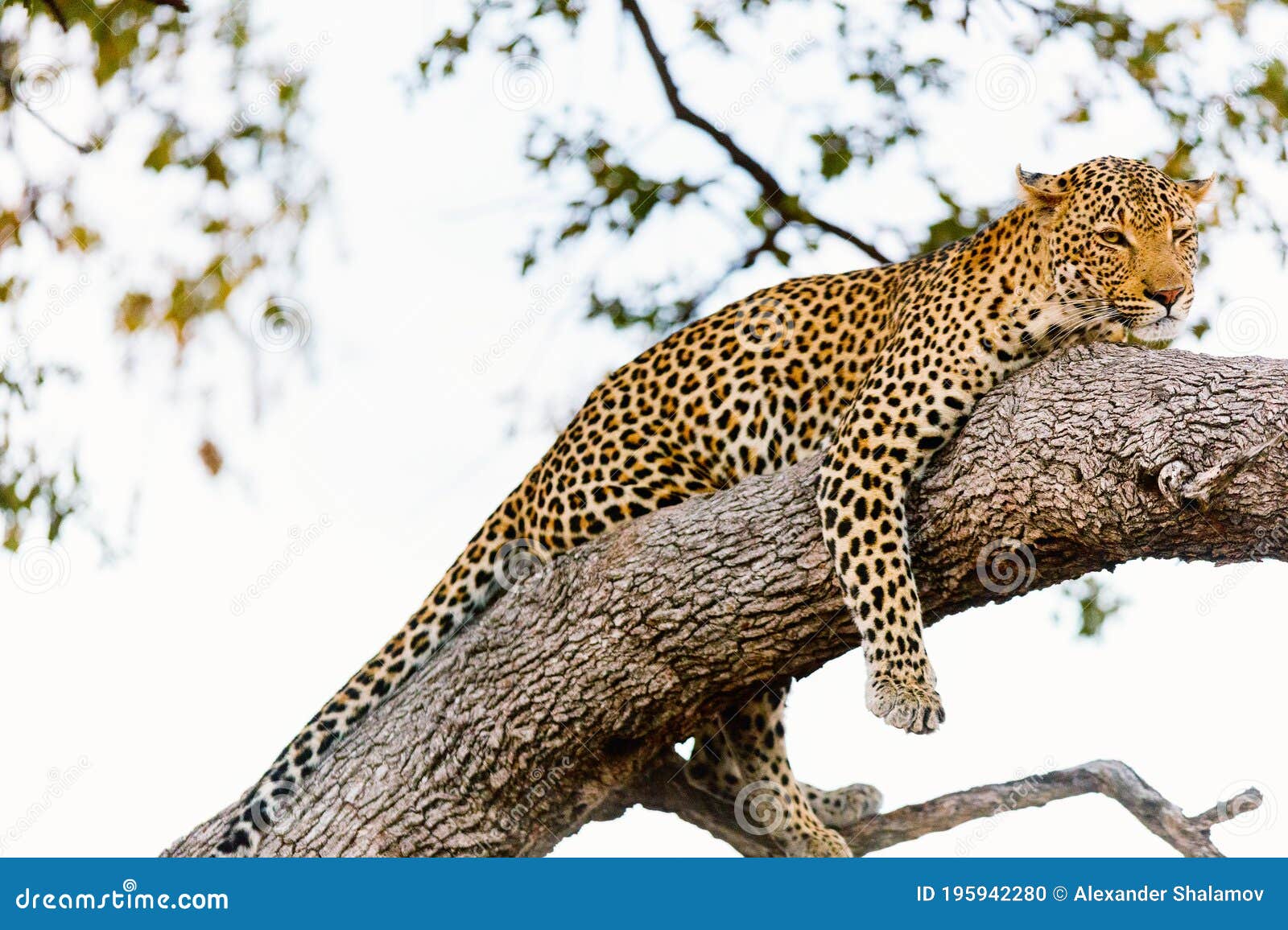 Leopard In A Tree