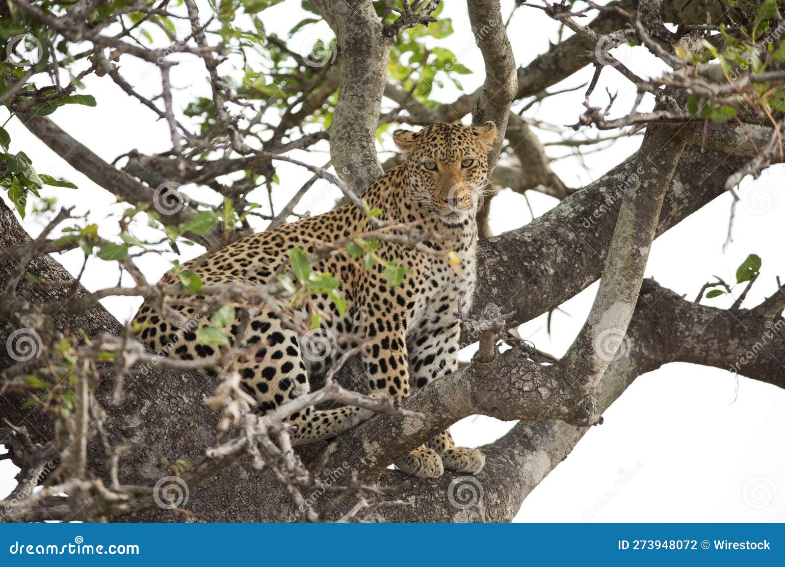 Leopard on a Tree Branch Looking at the Camera. Stock Photo - Image of ...