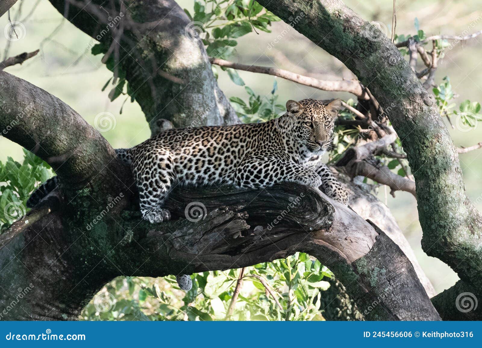 Leopard on a tree branch stock photo. Image of mara - 245456606