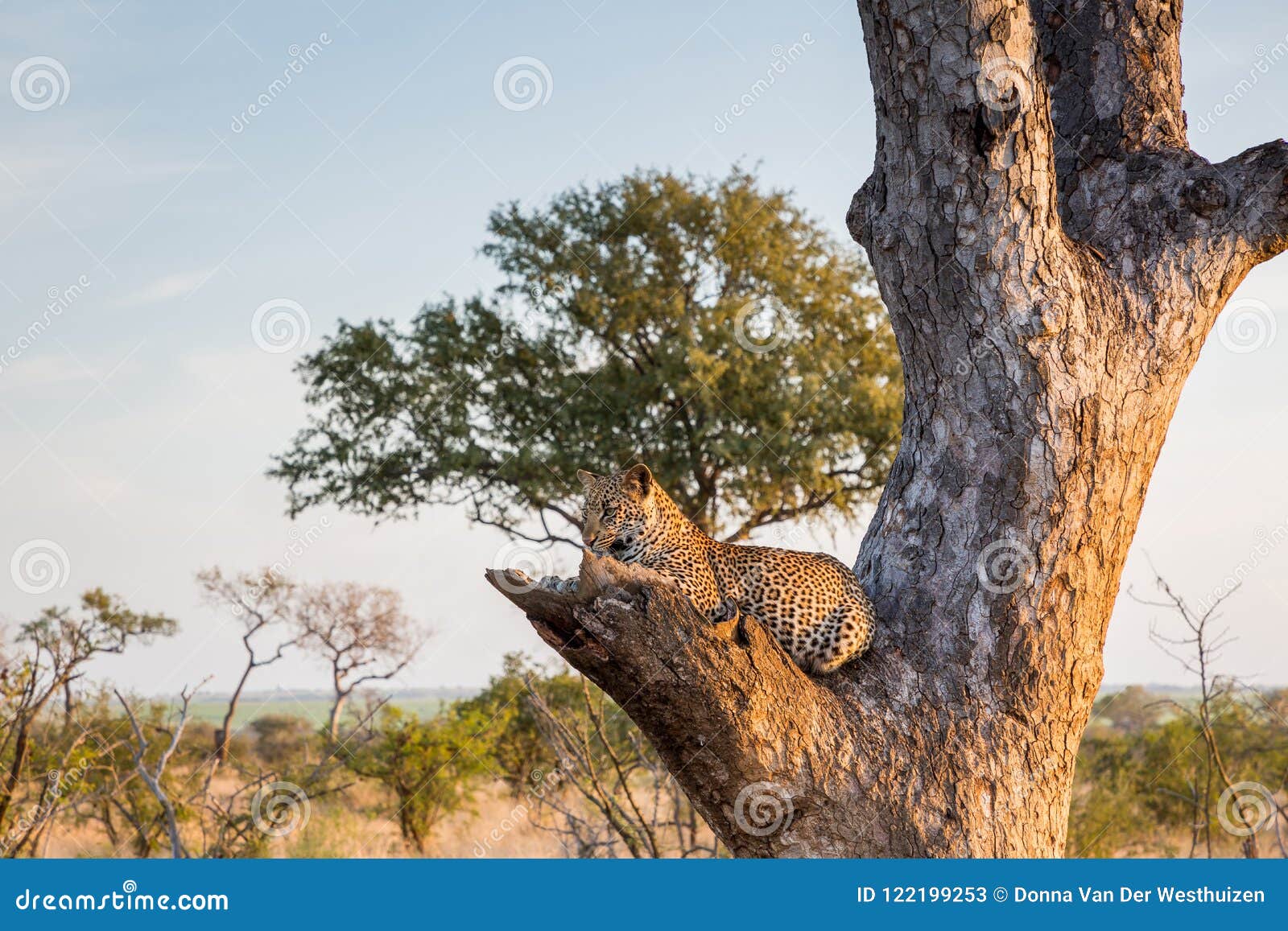 Leopard in a Tree during the Day Stock Image - Image of national, bark ...